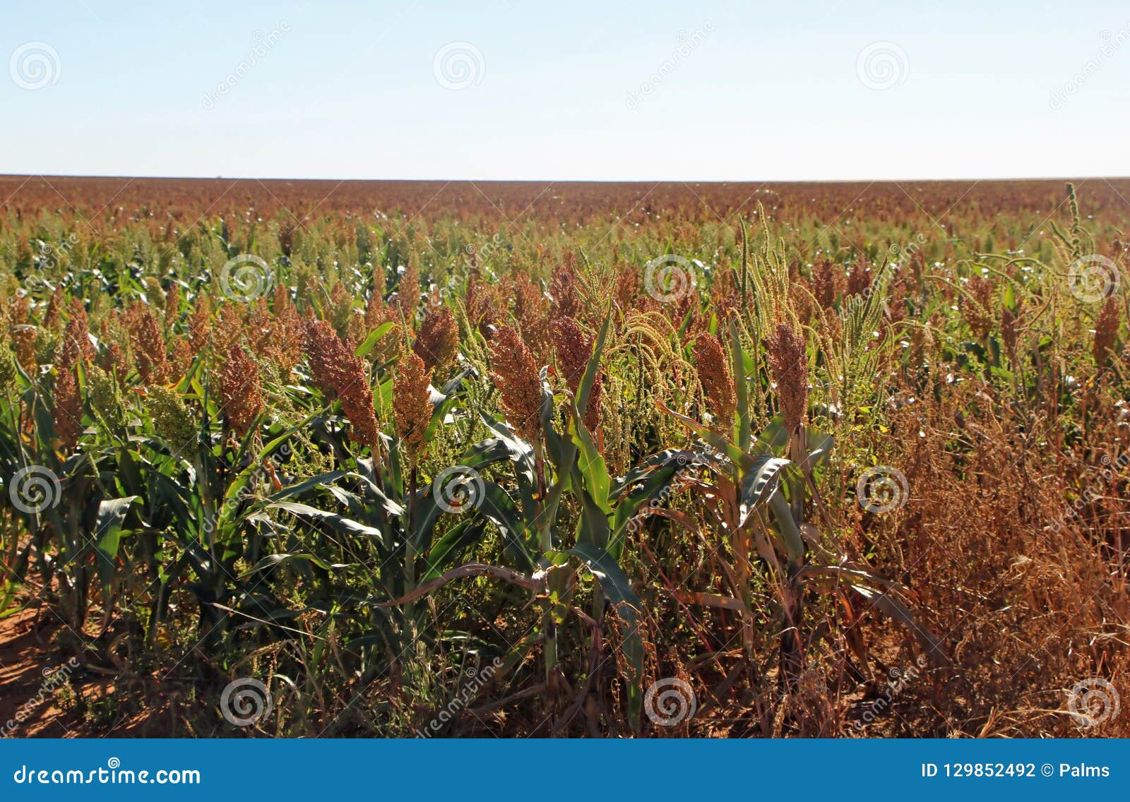 Sorghum Field. Jowar Crop. Royalty-Free Stock Photography ...