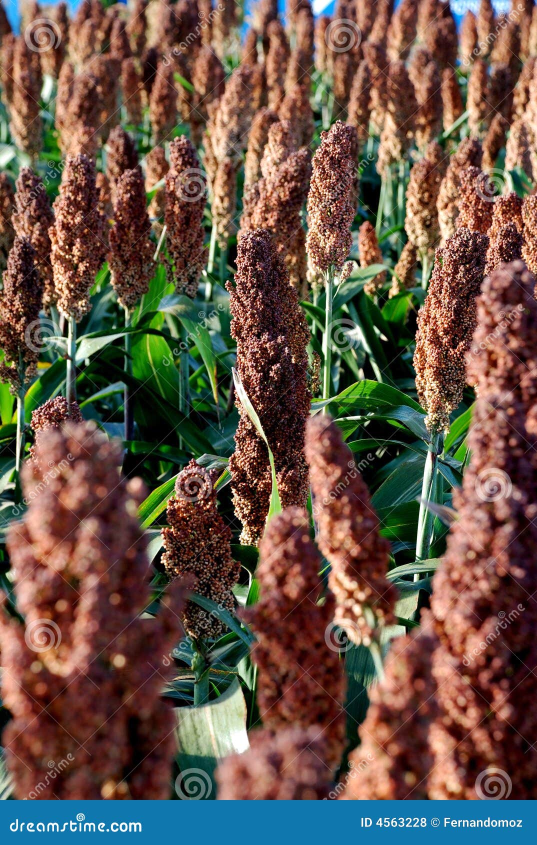 Sorghum fields stock photo. Image of argentina, biodiesel - 4563228