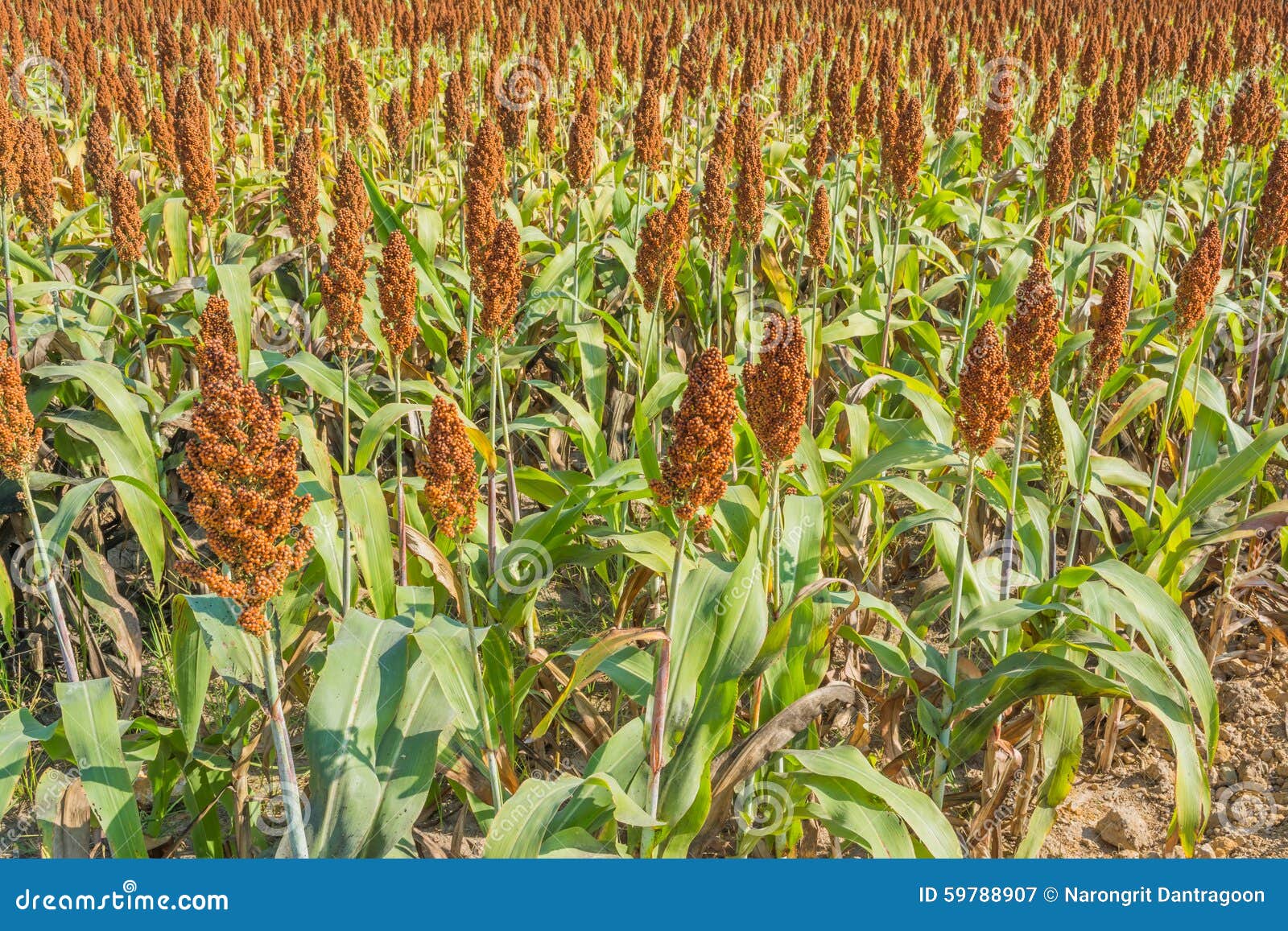 Sorghum stock image. Image of food, cereal, farming, agricultural ...