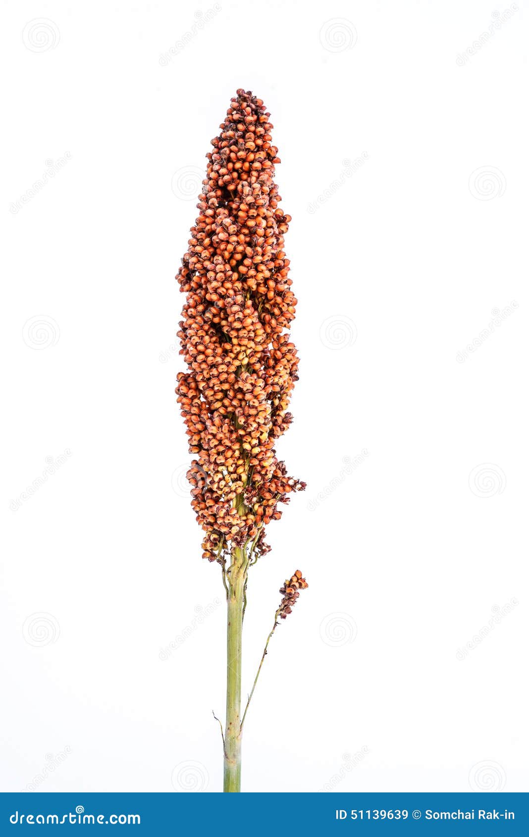 Sorghum isolated on white stock image. Image of flour - 51139639