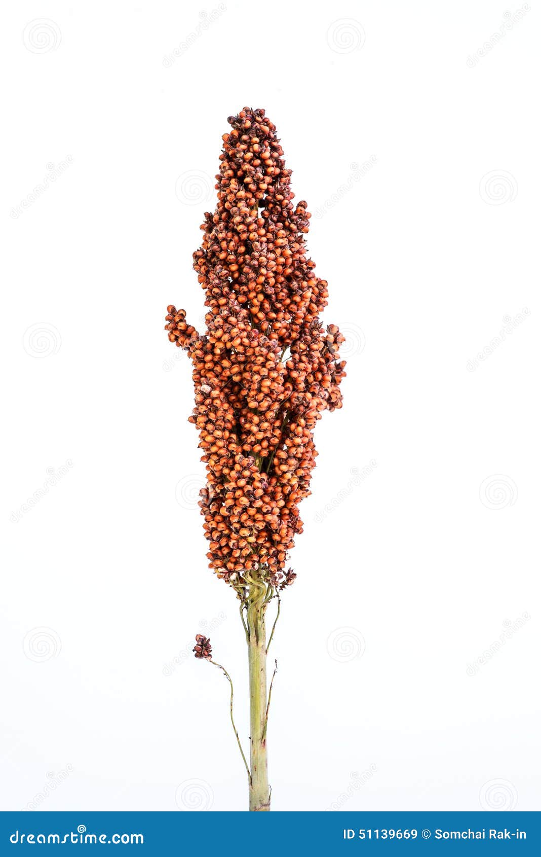 Sorghum isolated on white stock image. Image of agriculture - 51139669