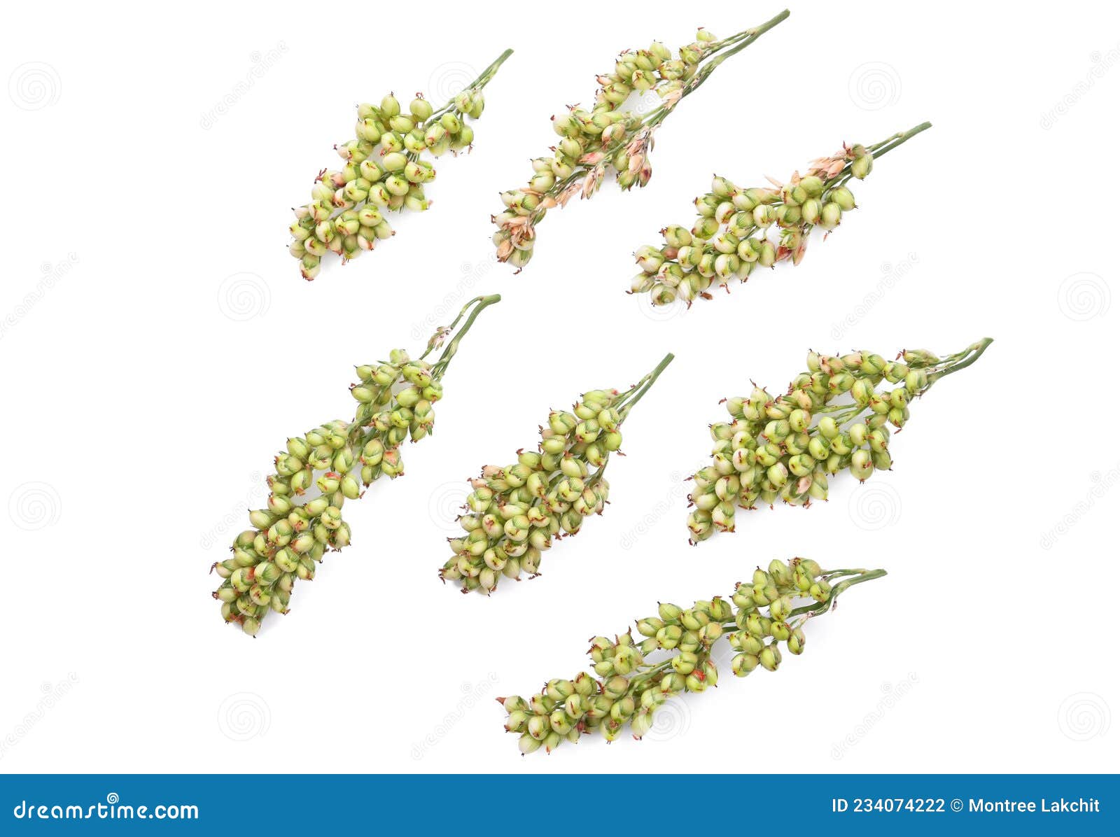 Sorghum Isolated on White Background Stock Photo - Image of meal ...