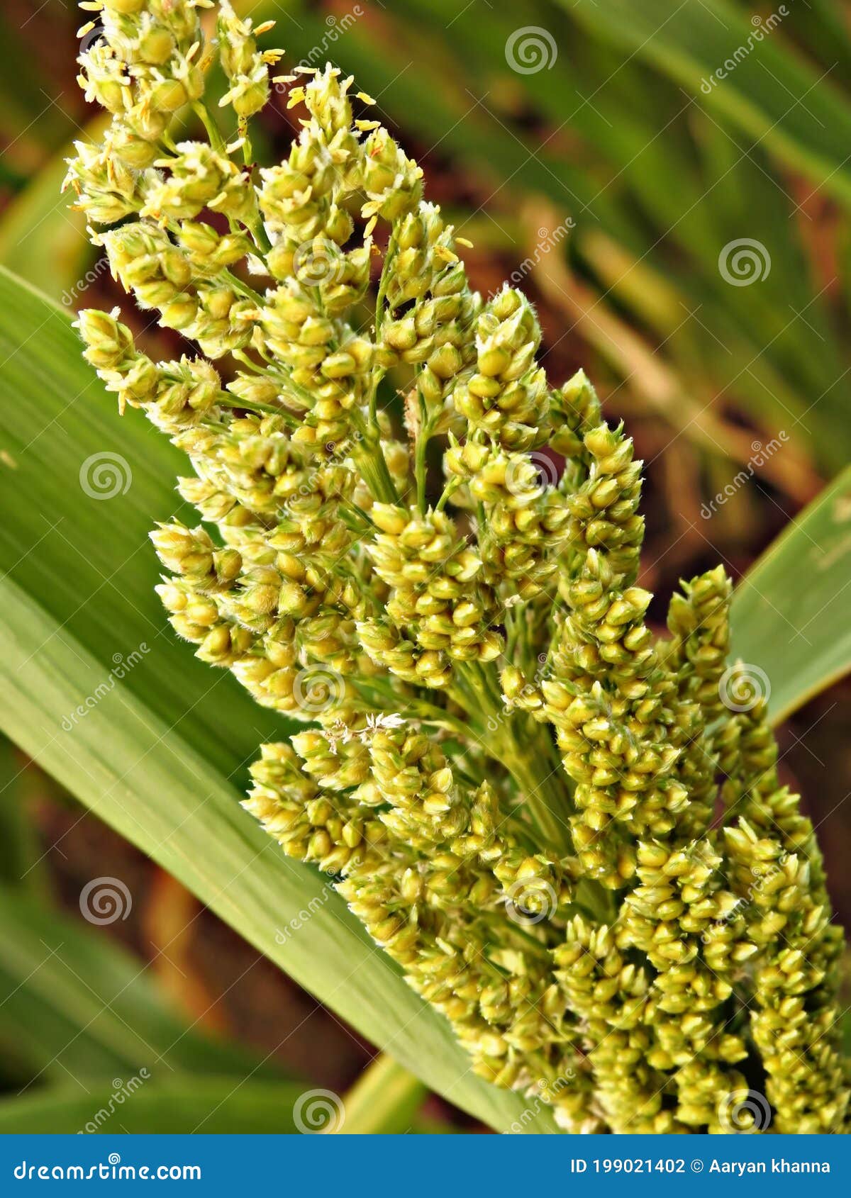 This Is A Jowar Crop In The Green Field,in Village Of Ambegaom City ...