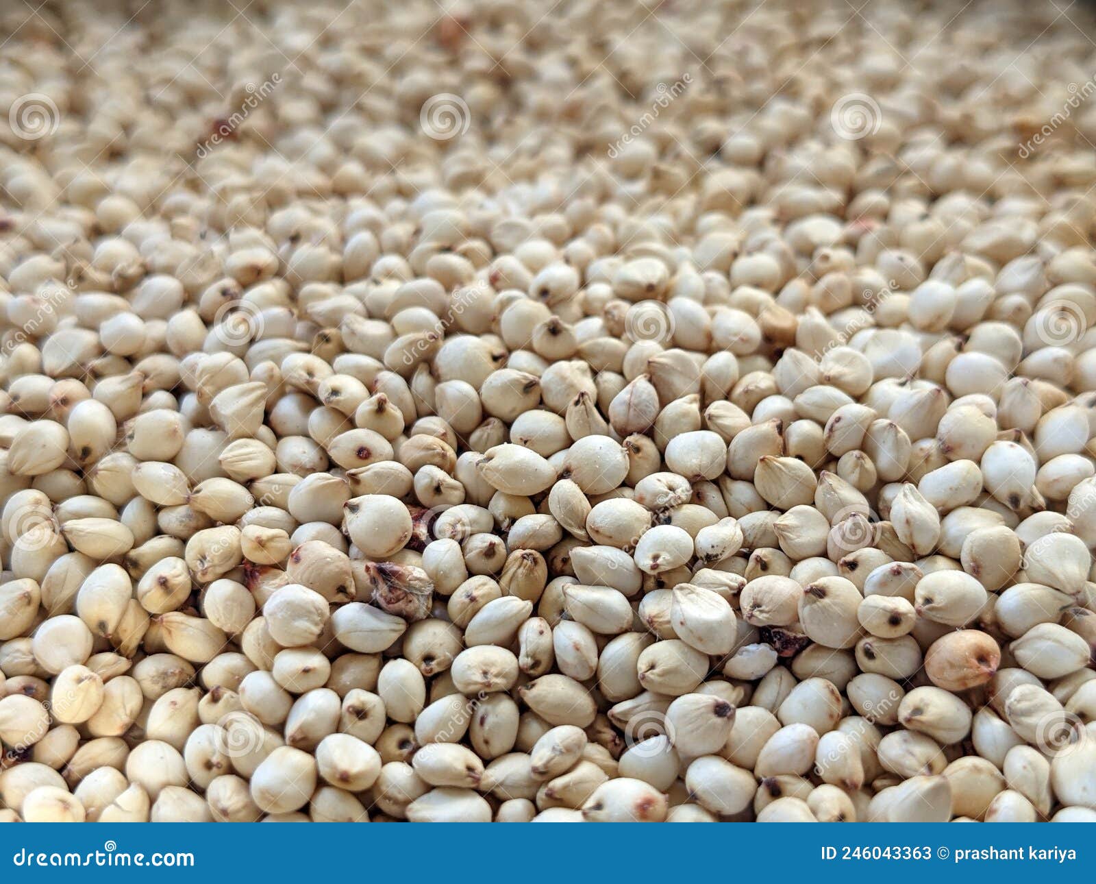 Sorghum / Jowar Stock Photo Stock Image - Image of fruit, sand: 246043363