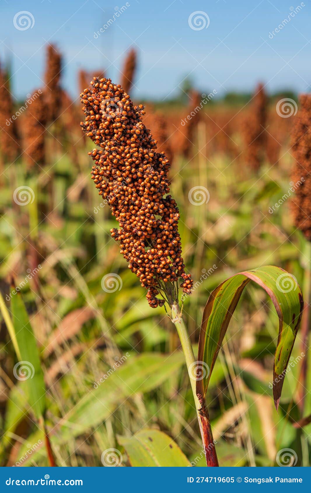 Sorghum or Millet Agent Blue Sky Stock Image - Image of natural, corn ...