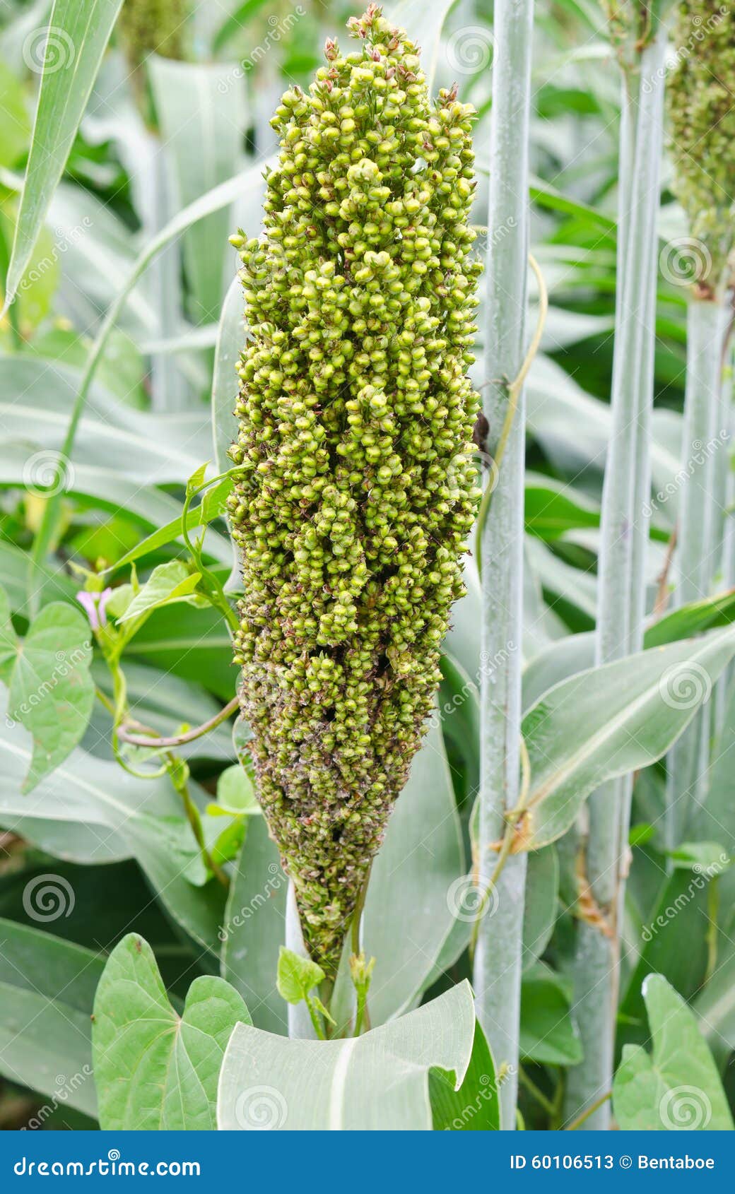 Sorghum or Millet stock image. Image of ripe, meal, plant - 60106513