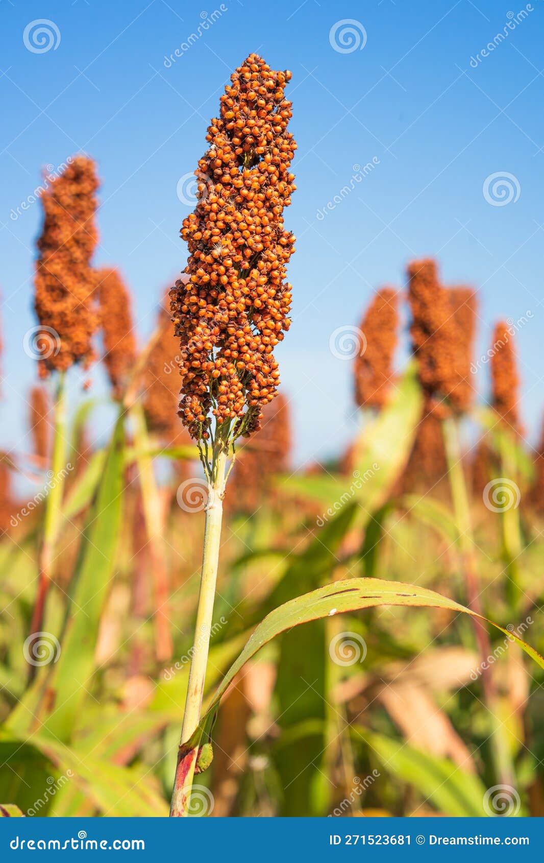 Sorghum or Millet Field Agent Blue Sky Background Stock Image - Image ...