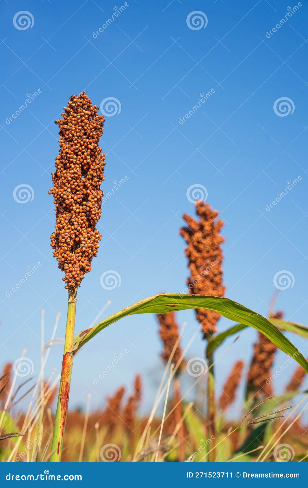 Sorghum or Millet Field Agent Blue Sky Background Stock Image - Image ...