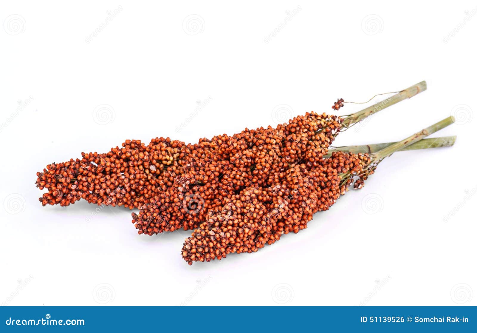 Sorghum Op Wit Wordt Geïsoleerd Dat Stock Foto - Image of landbouwer ...