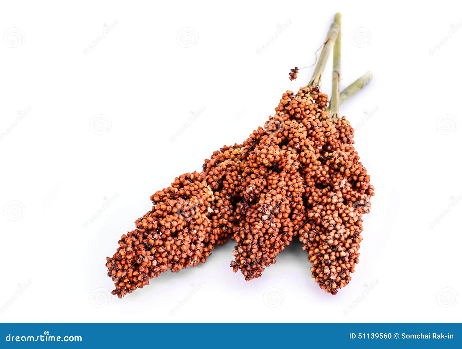 Sorghum Op Wit Wordt Geïsoleerd Dat Stock Foto - Image of nana, eten ...