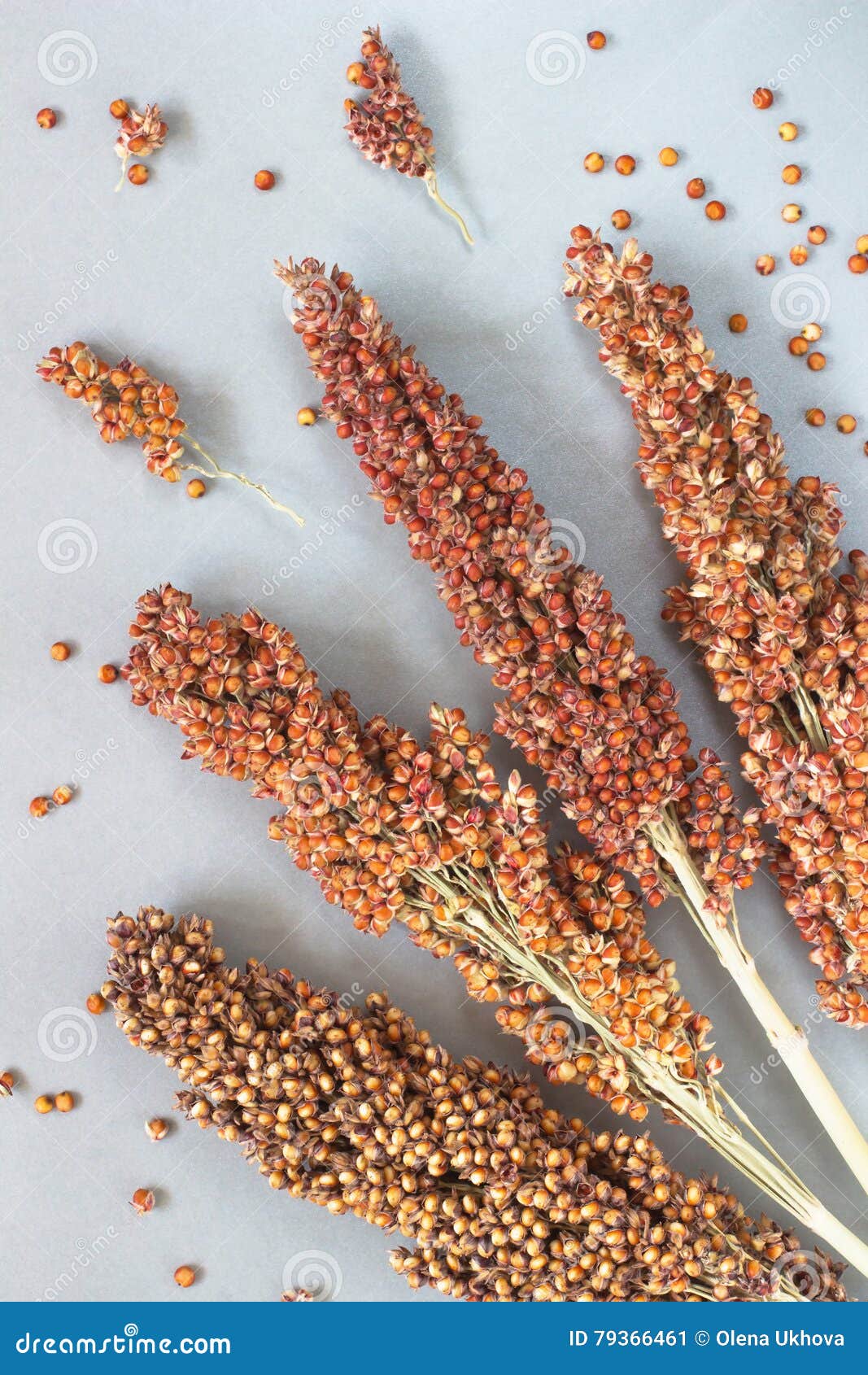 Sorghum on Silver-gray Background. Top View Stock Image - Image of ...