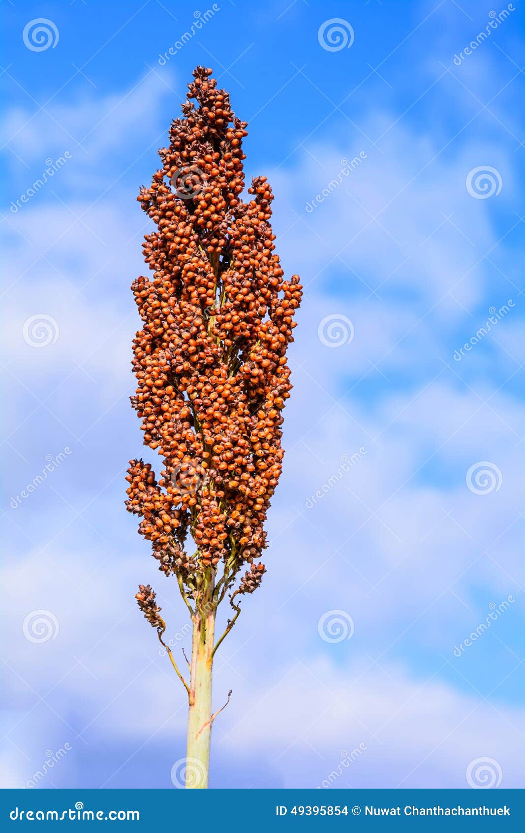 Sorghum. stock photo. Image of seed, herbaceous, green - 49395854