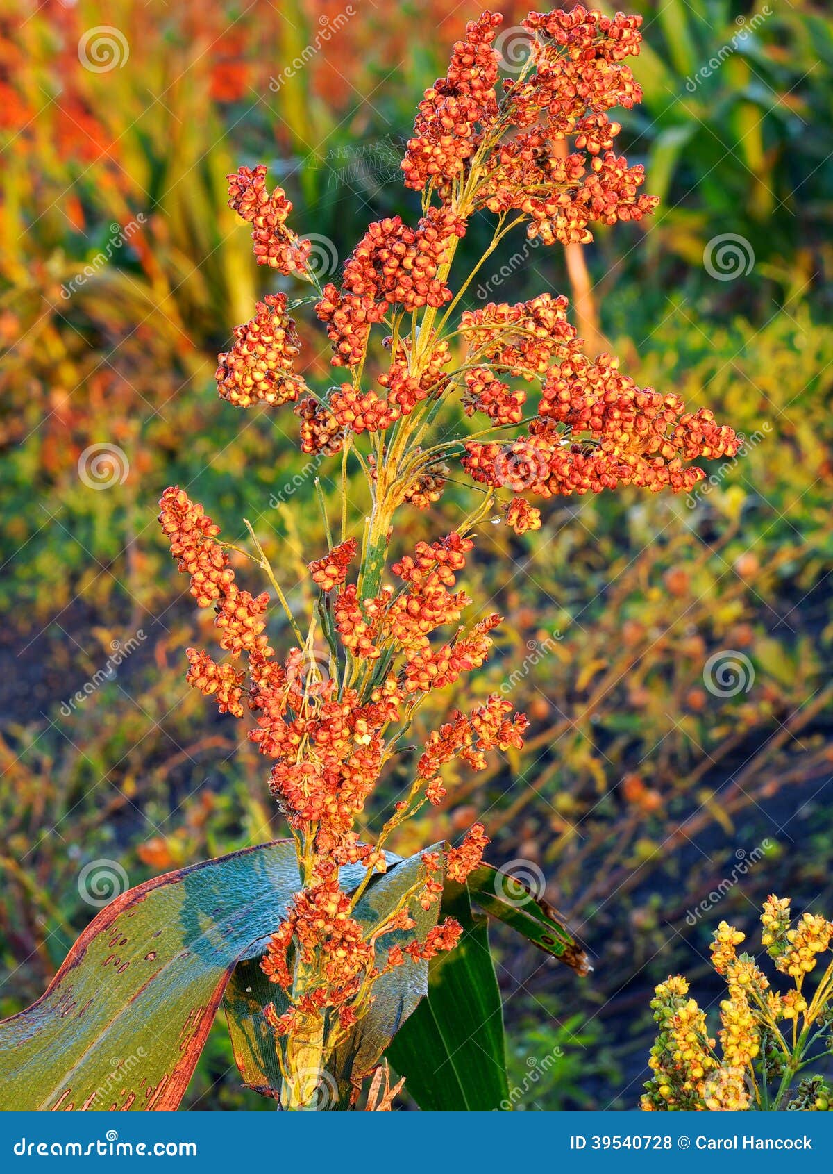 A Sorghum Single Plant stock photo. Image of dusk, farm - 39540728