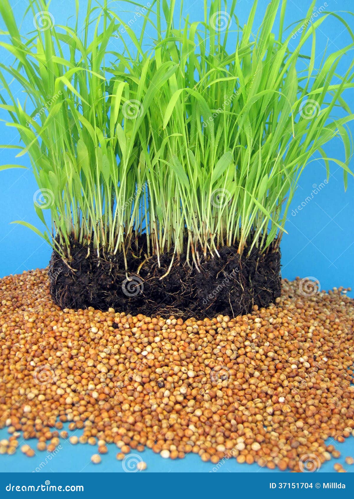 Sorghum stock photo. Image of ground, flora, green, food - 37151704