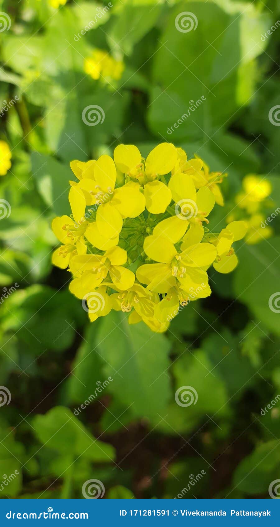 Sorisa Flower Mobile Wallpaper Decorations Stock Image - Image of ...