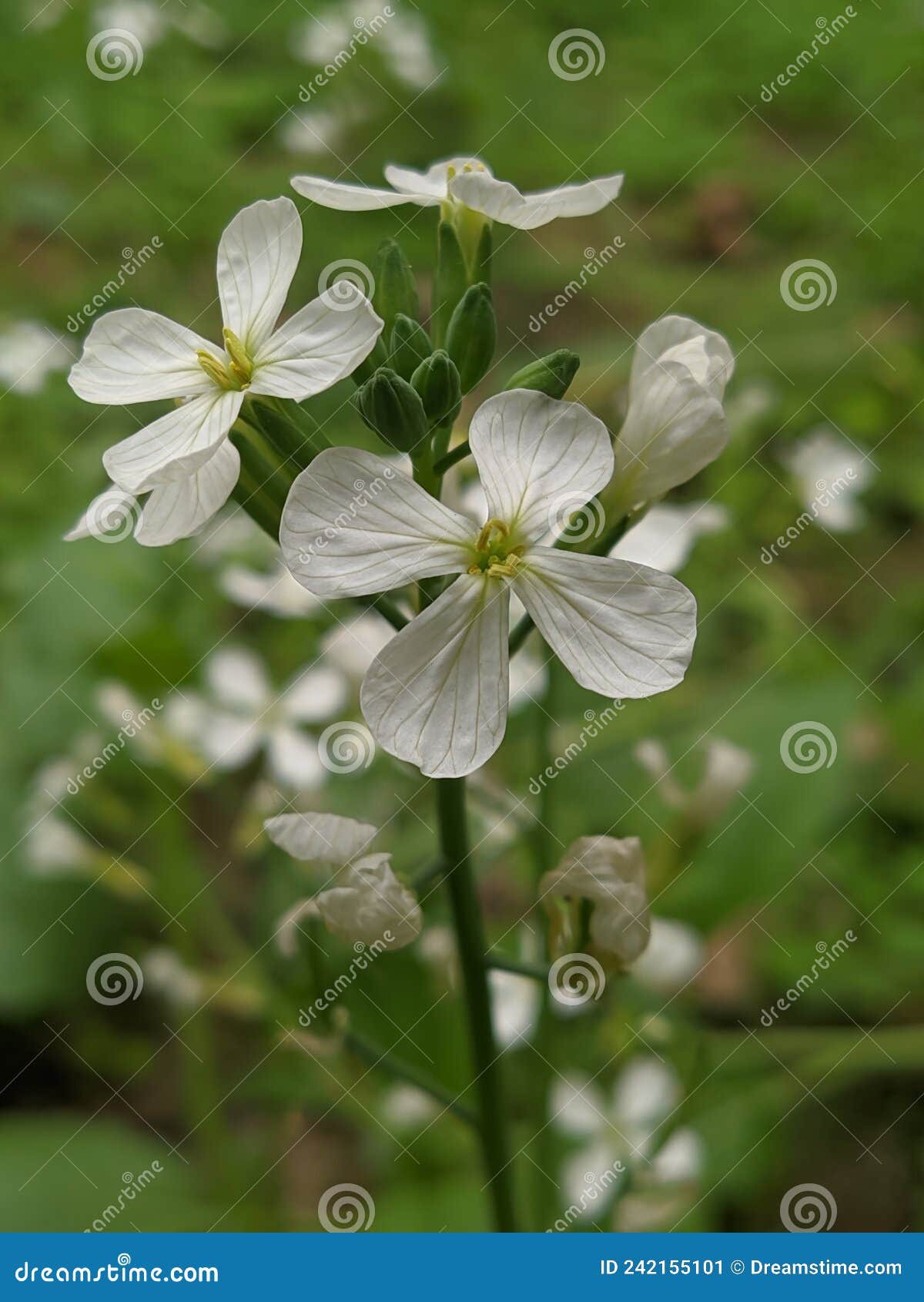 Sorisa Flower stock image. Image of white, flower, nature - 242155101