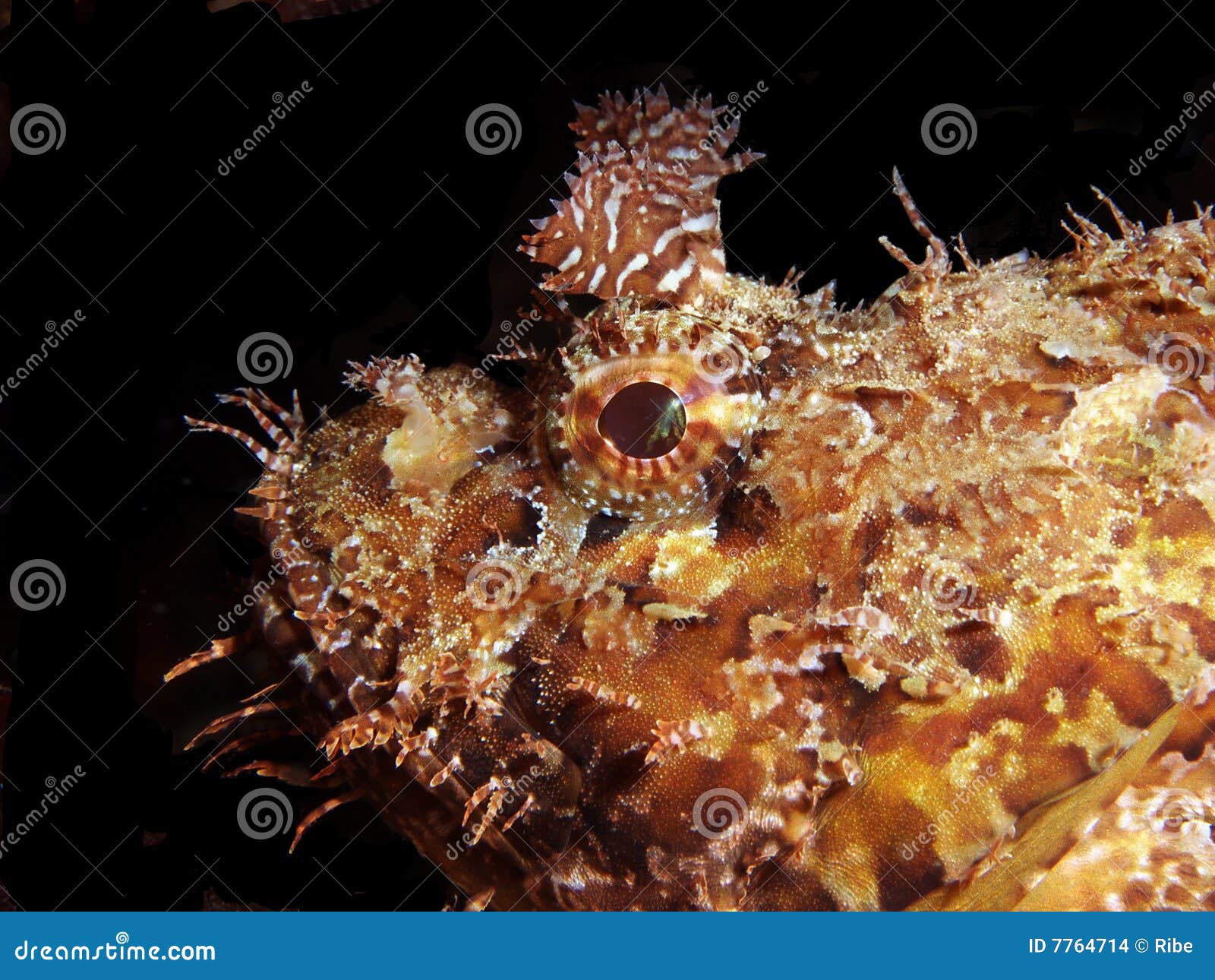 Sorpion Fish stock photo. Image of scuba, macro, animals - 7764714