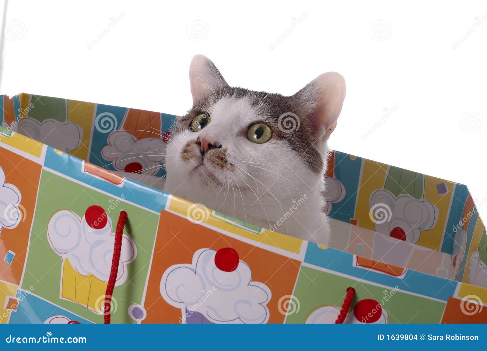 Sorpresa 3 del cumpleaños foto de archivo. Imagen de felino - 1639804