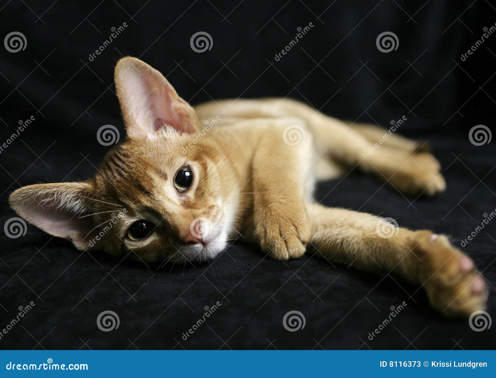 578 Abyssinian Female Stock Photos - Free & Royalty-Free Stock Photos ...