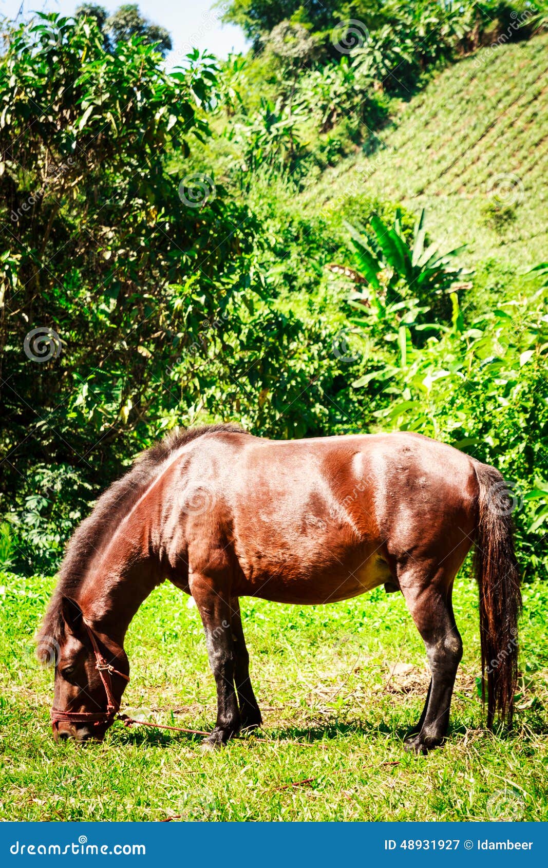 Sorrel stock image. Image of mountain, color, sorrel - 48931927