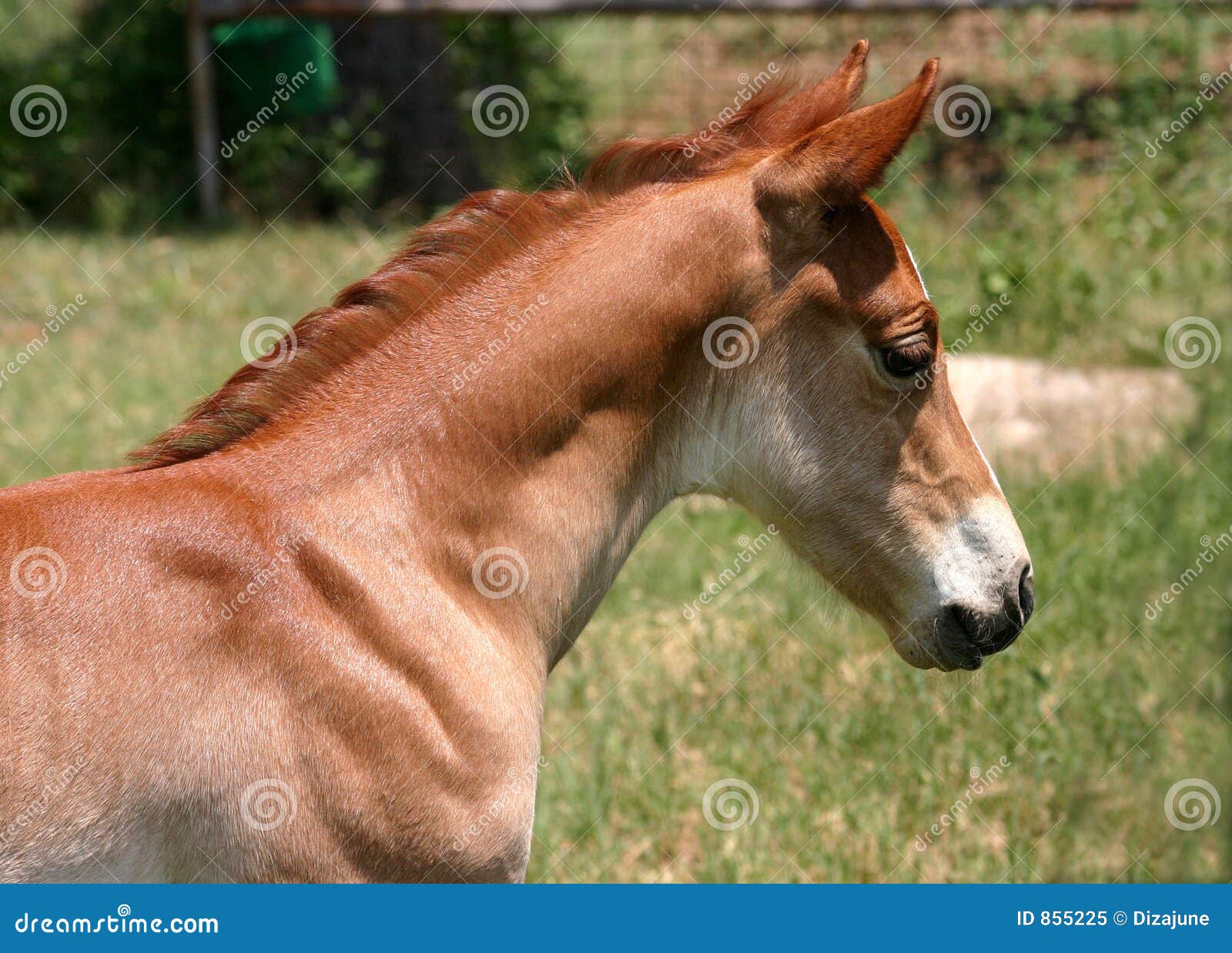 Sorrel Colt stock image. Image of baby, foal, interested - 855225