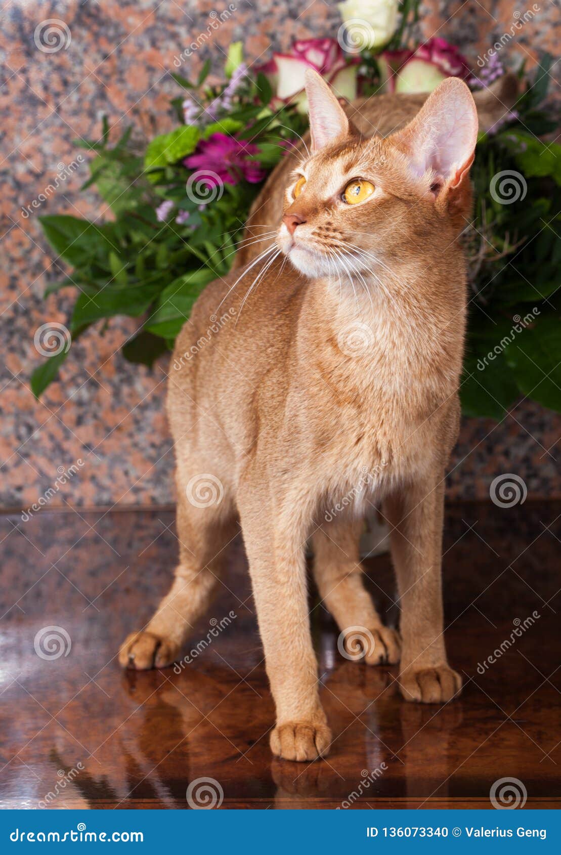 A Sorrel Female Abyssinian Cat on a Brown Table Stock Photo - Image of ...