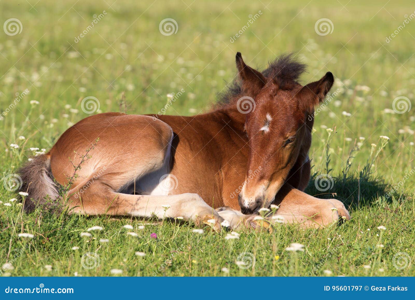 Sorrel Foal on the Floral Meadow Stock Image - Image of domestic, cute ...