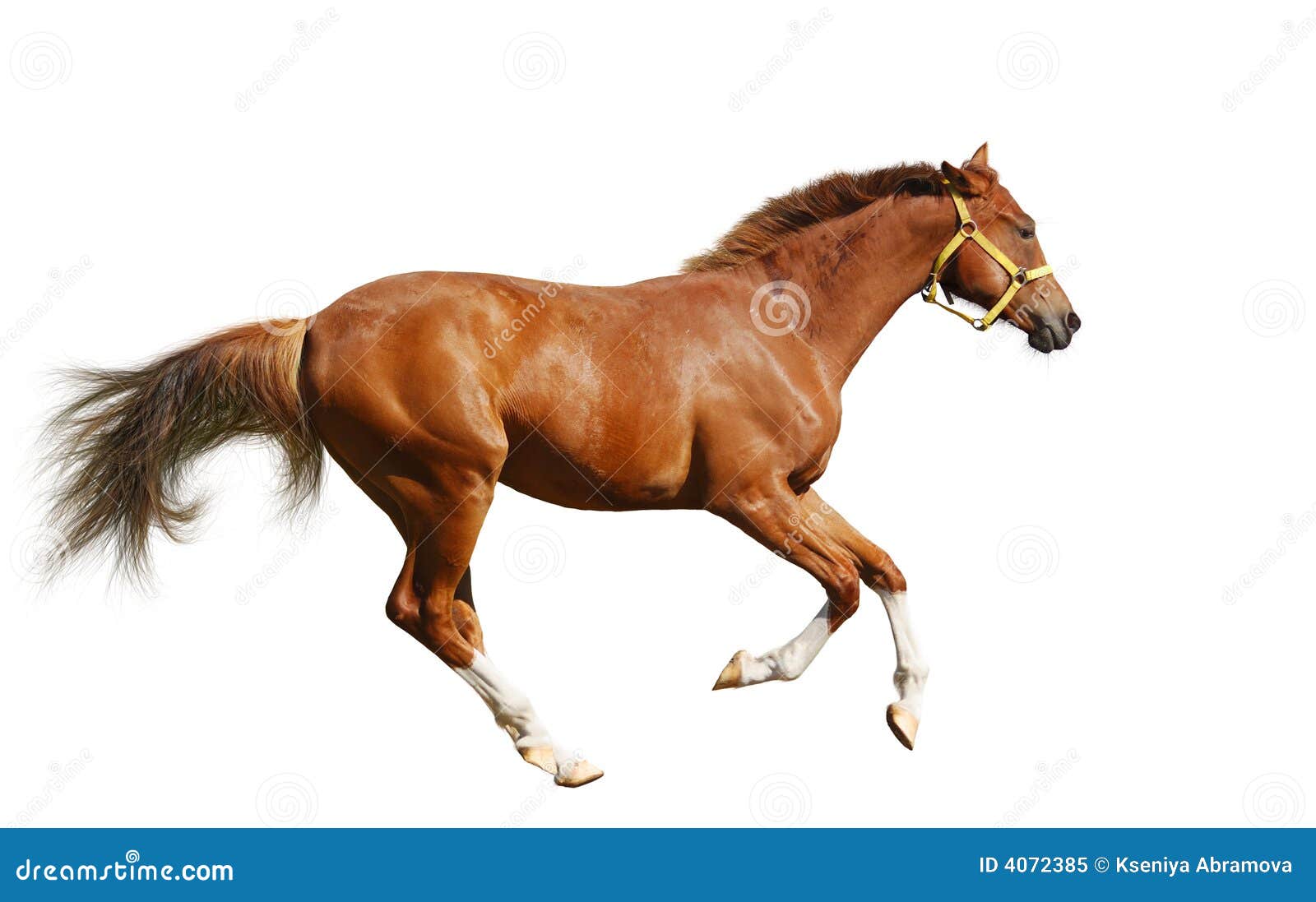 Sorrel foal gallops stock image. Image of sorrel, gallop - 4072385