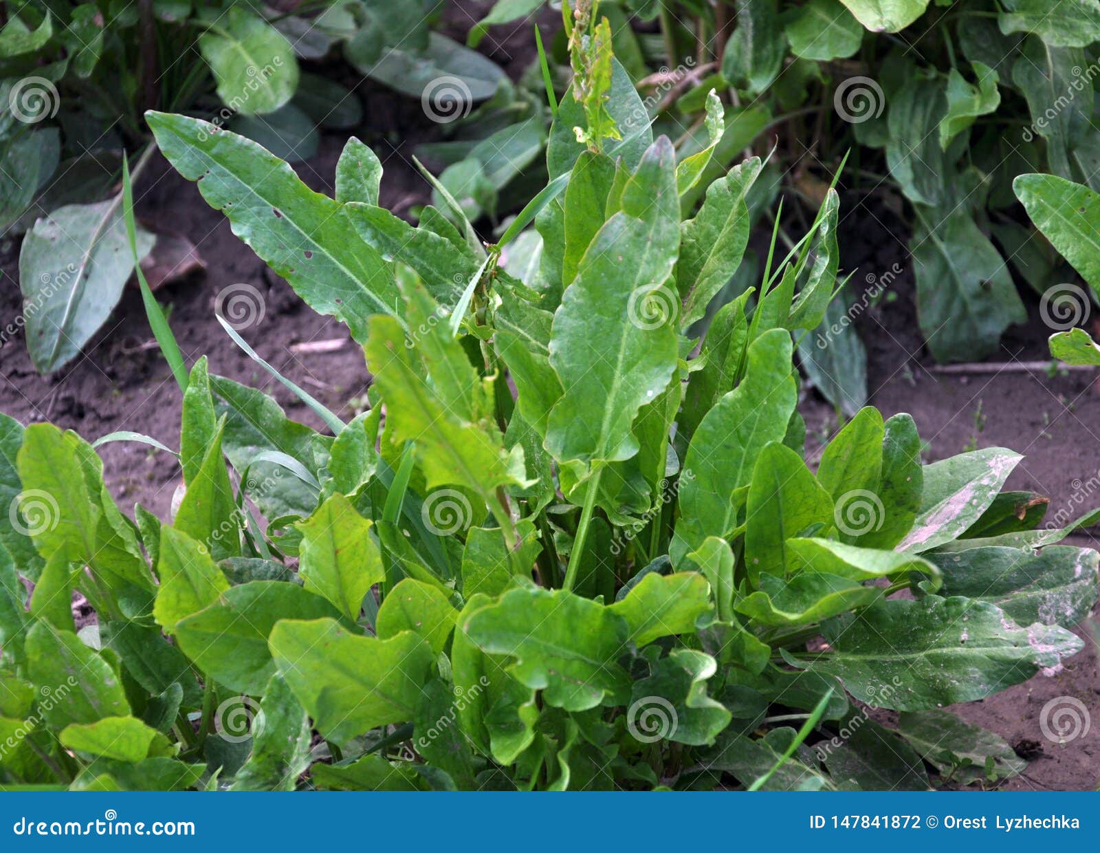 Sorrel is Grown in Open Ground Stock Photo - Image of cultivation ...