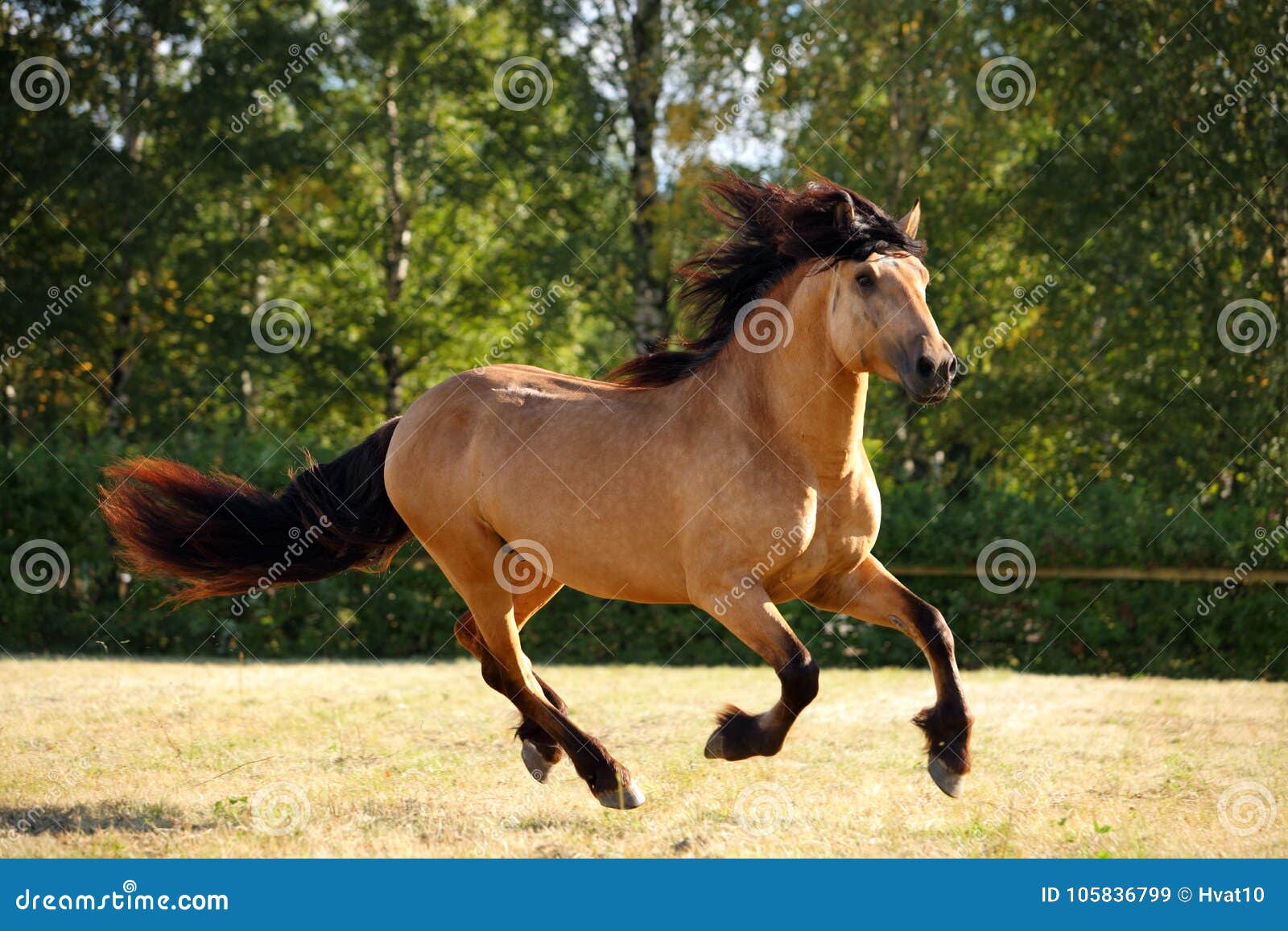 Draft Horse Cantering