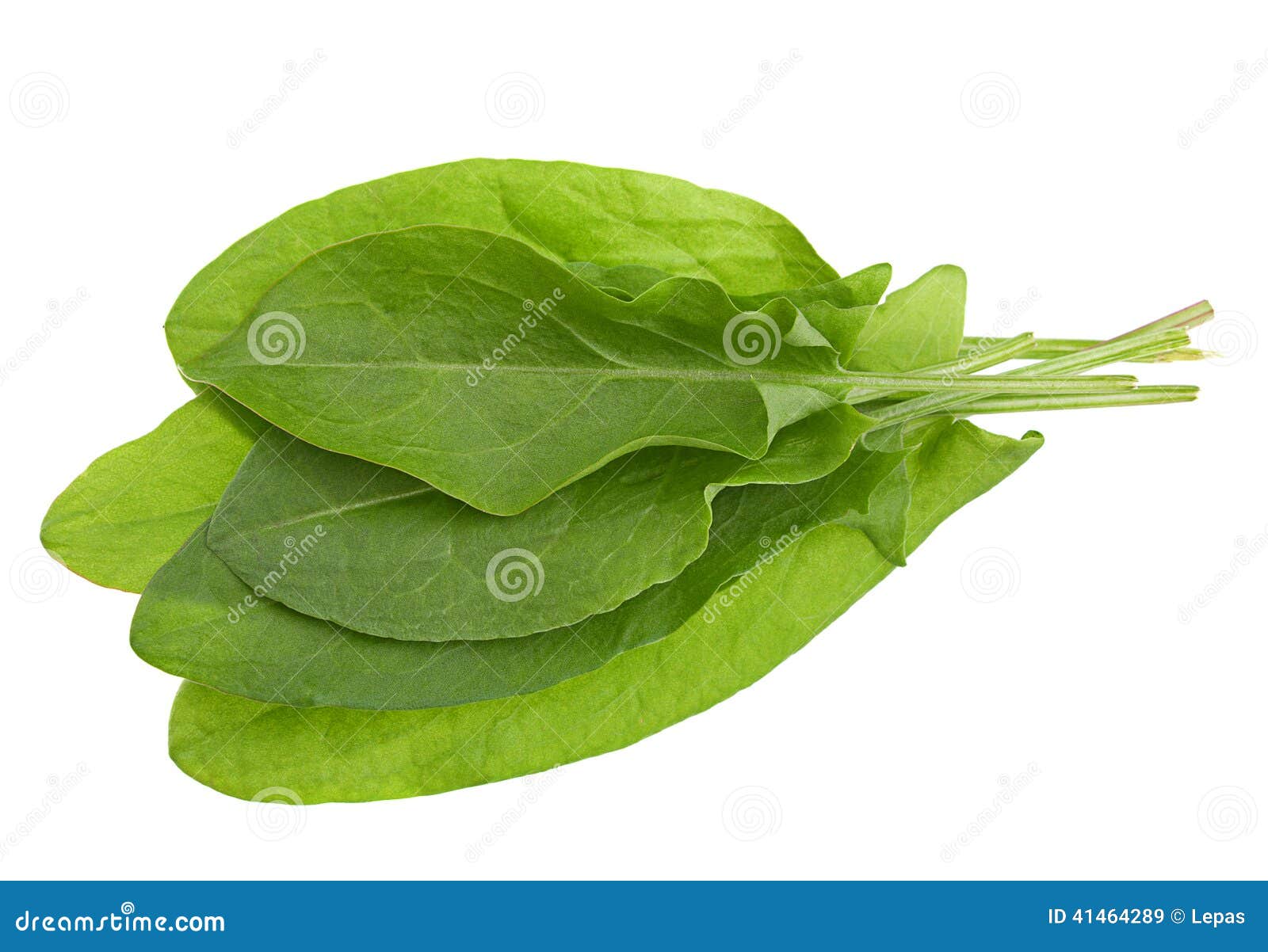 Sorrel herb closeup stock image. Image of white, spice - 41464289