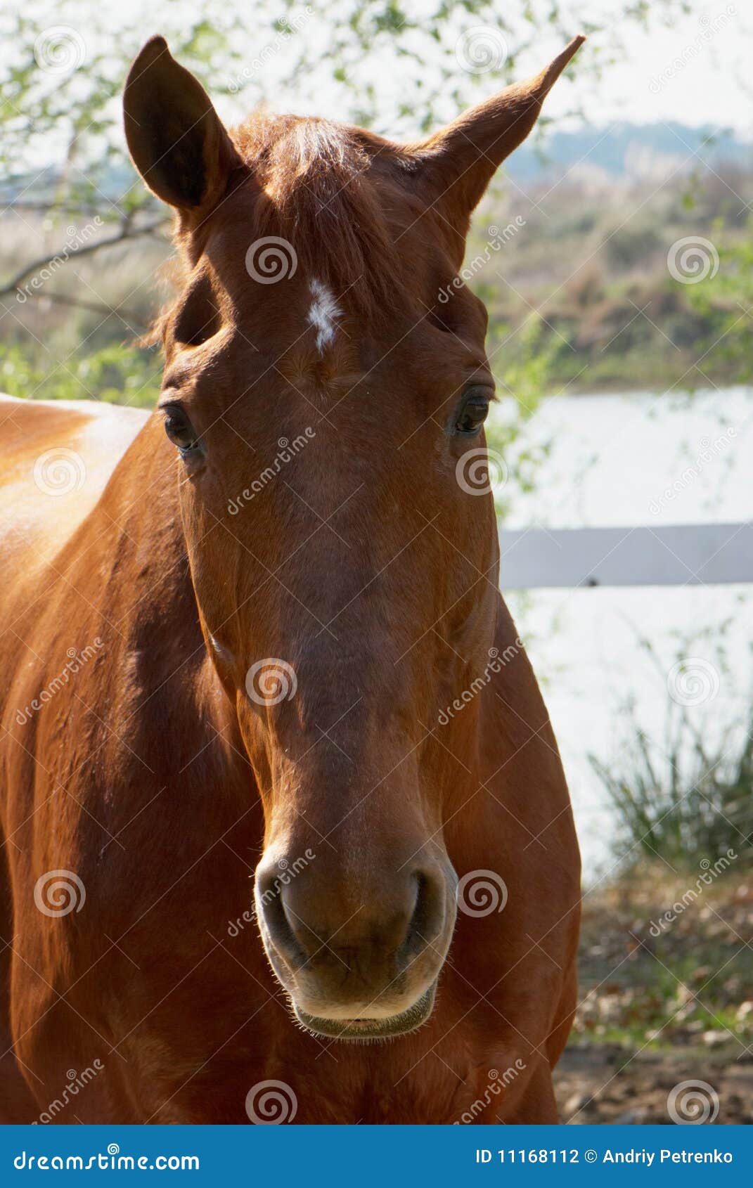 Sorrel horse stock photo. Image of purebred, headstall - 11168112