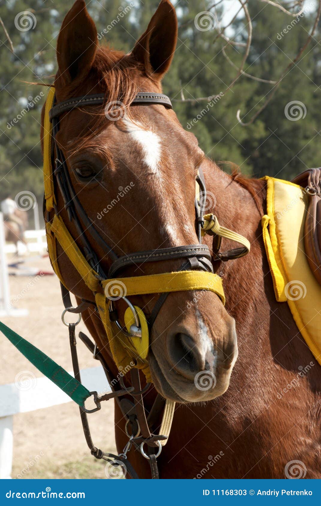 Sorrel horse stock image. Image of camera, outdoors, horse - 11168303
