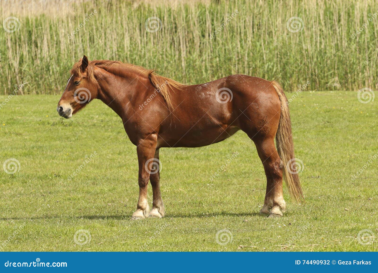 Sorrel horse stock photo. Image of sorrel, meadow, muscular - 74490932