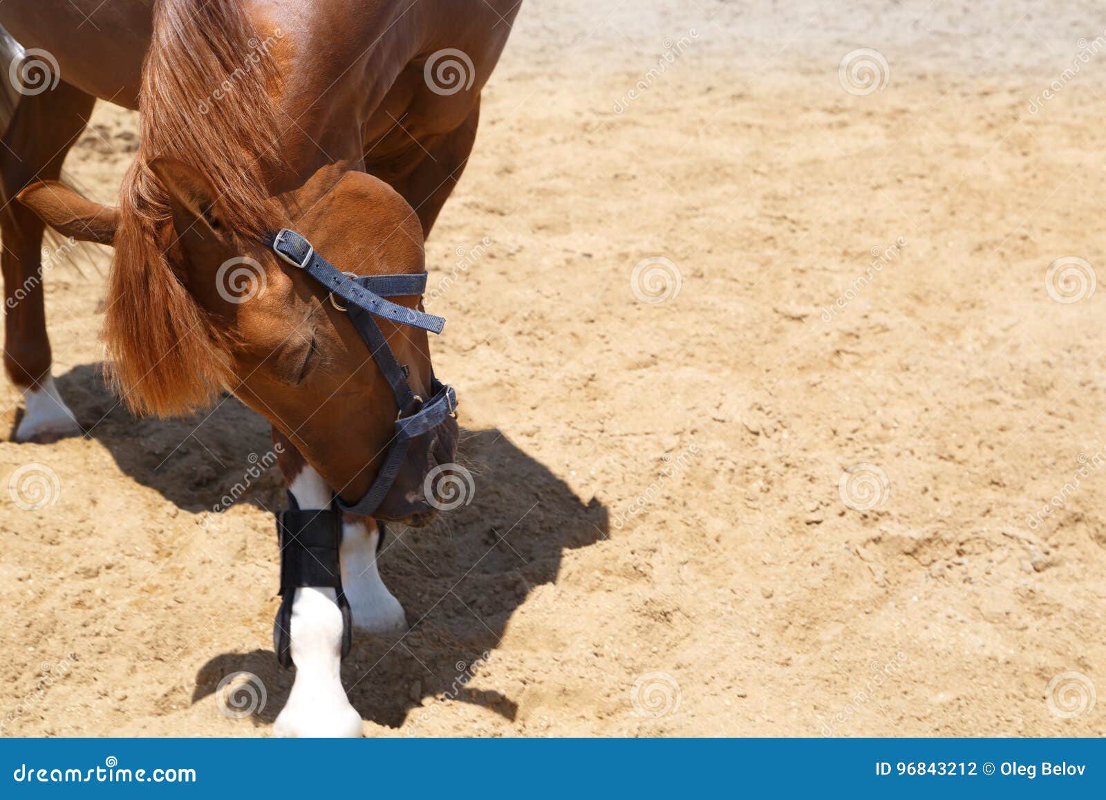 Sorrel Horse Tilted His Head in Greeting Stock Photo - Image of pasture ...