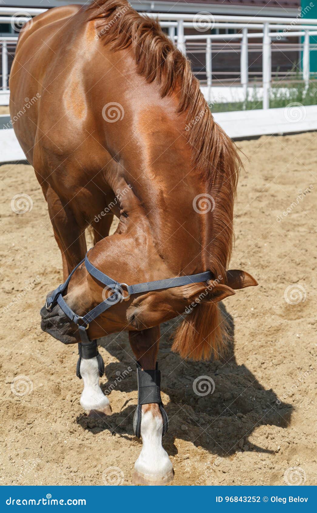 Sorrel Horse Tilted His Head in Greeting in the Paddock Stock Photo ...