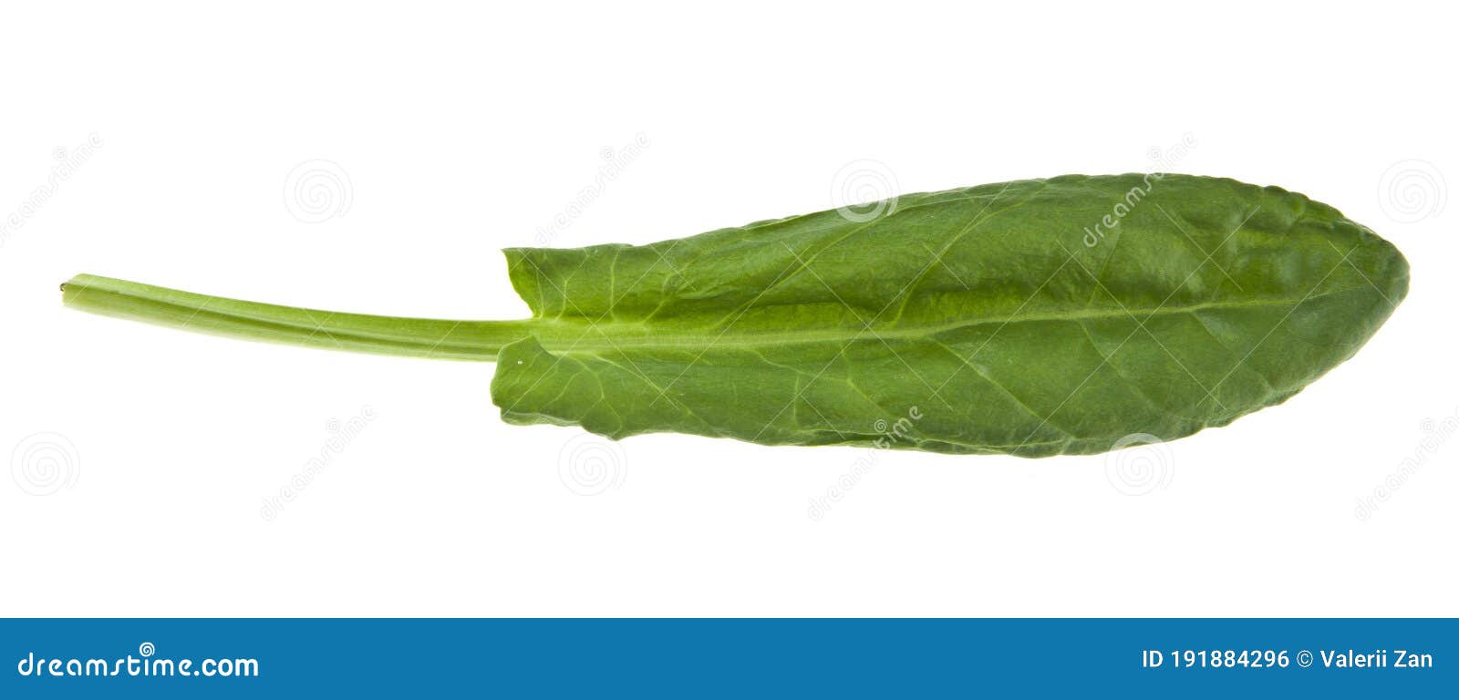 Sorrel Isolated on White Background Stock Photo - Image of natural ...