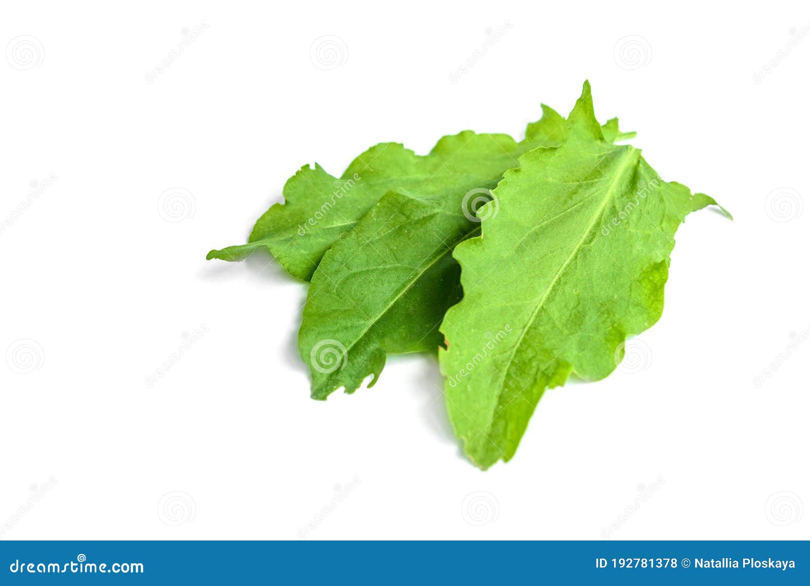 Sorrel Isolated on White Background Stock Photo - Image of object ...