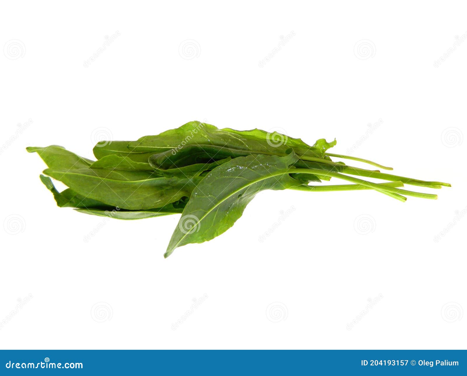 Sorrel Isolated on White Background Stock Image - Image of herbal ...