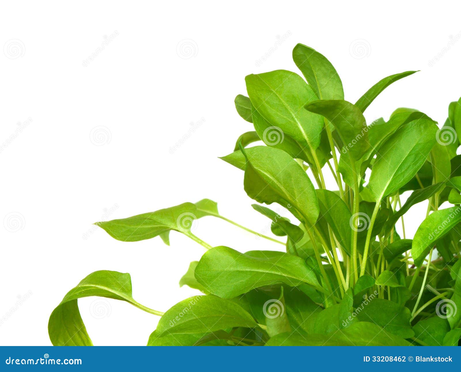 Sorrel Isolated on White Background Stock Photo - Image of condiment ...
