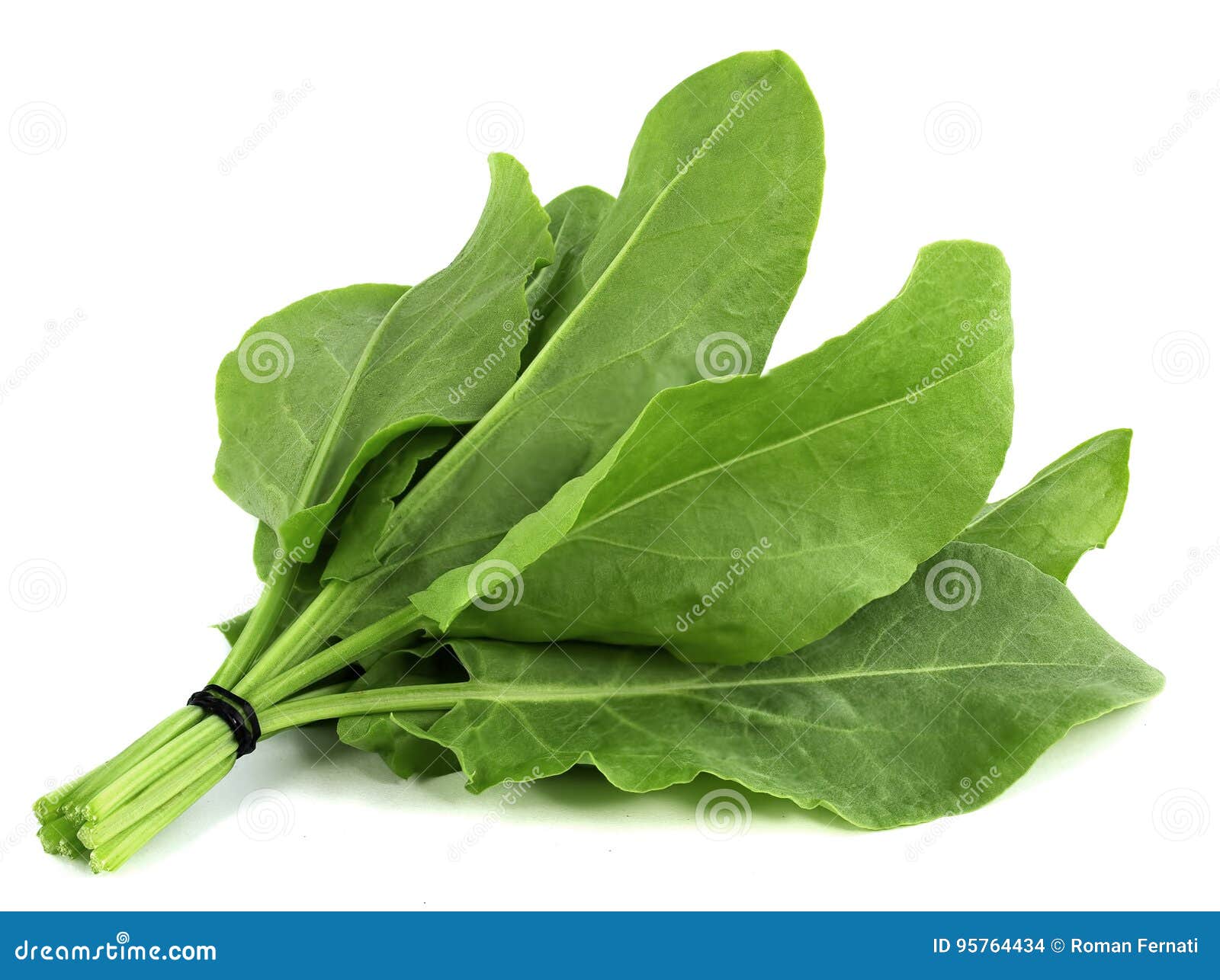 Sorrel Isolated on White Background Stock Photo - Image of ingredient ...