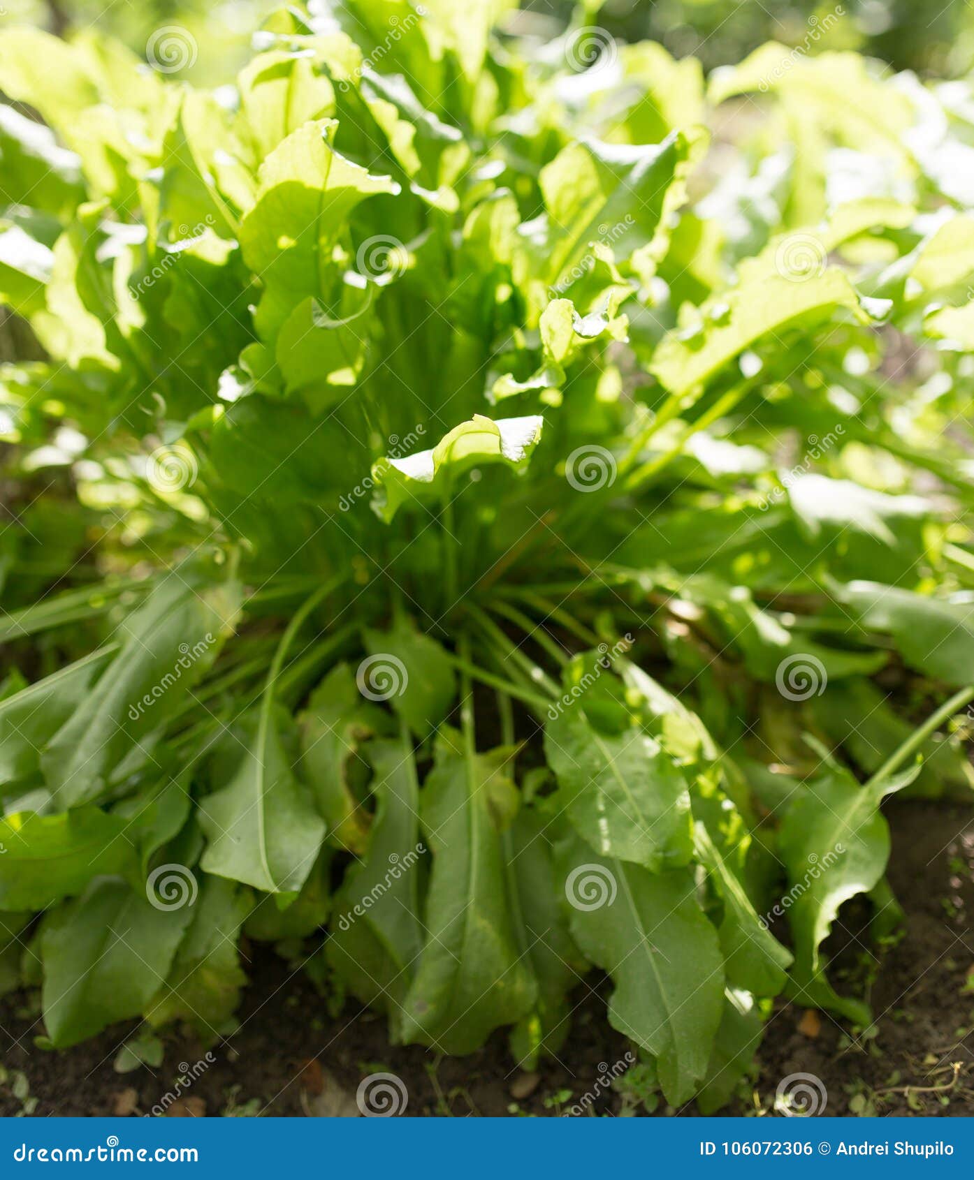 Sorrel Leaves in the Garden Stock Photo - Image of grass, leaf: 106072306