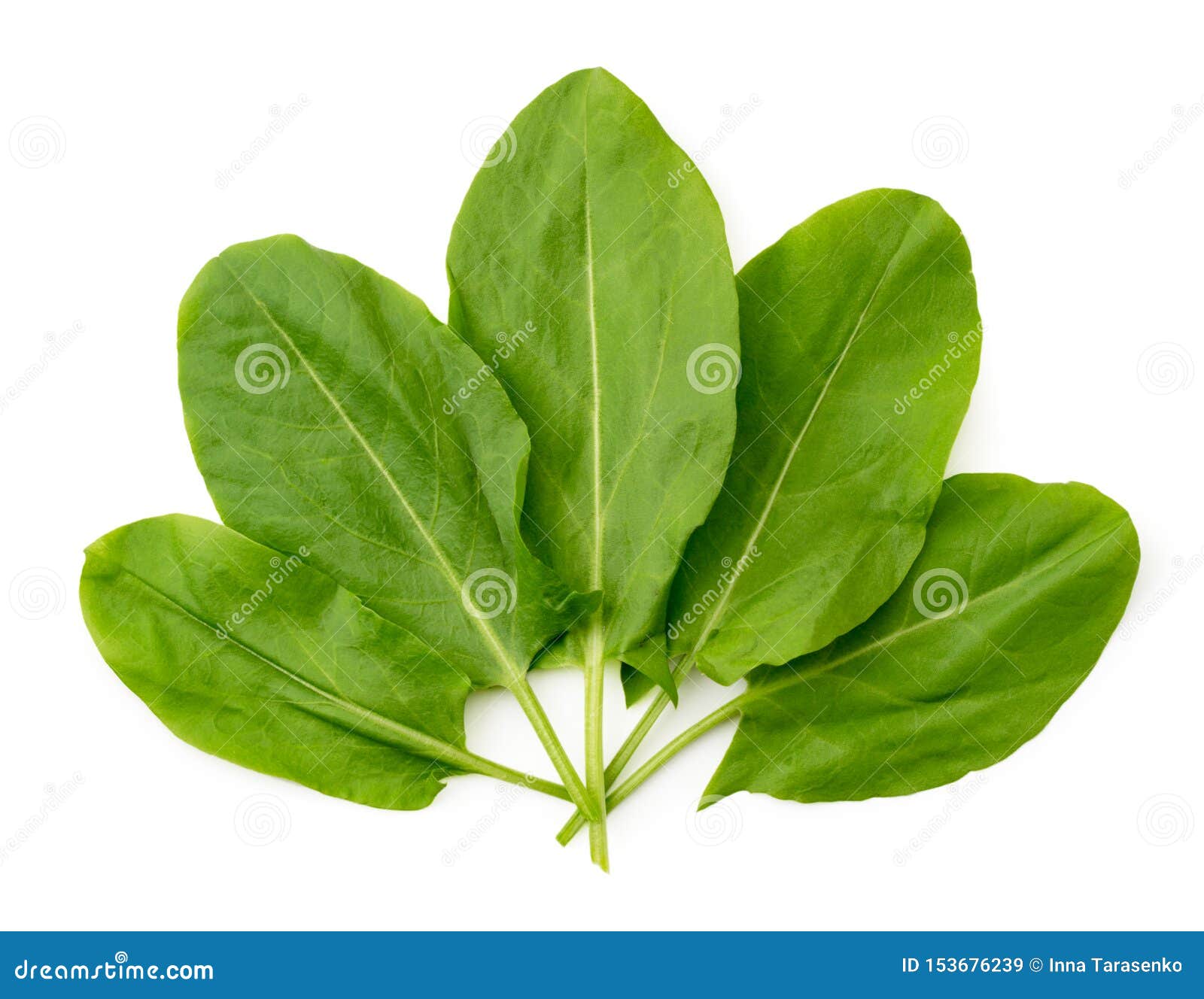 Sorrel Leaves on a White, Isolated. the View of the Top. Stock Image ...