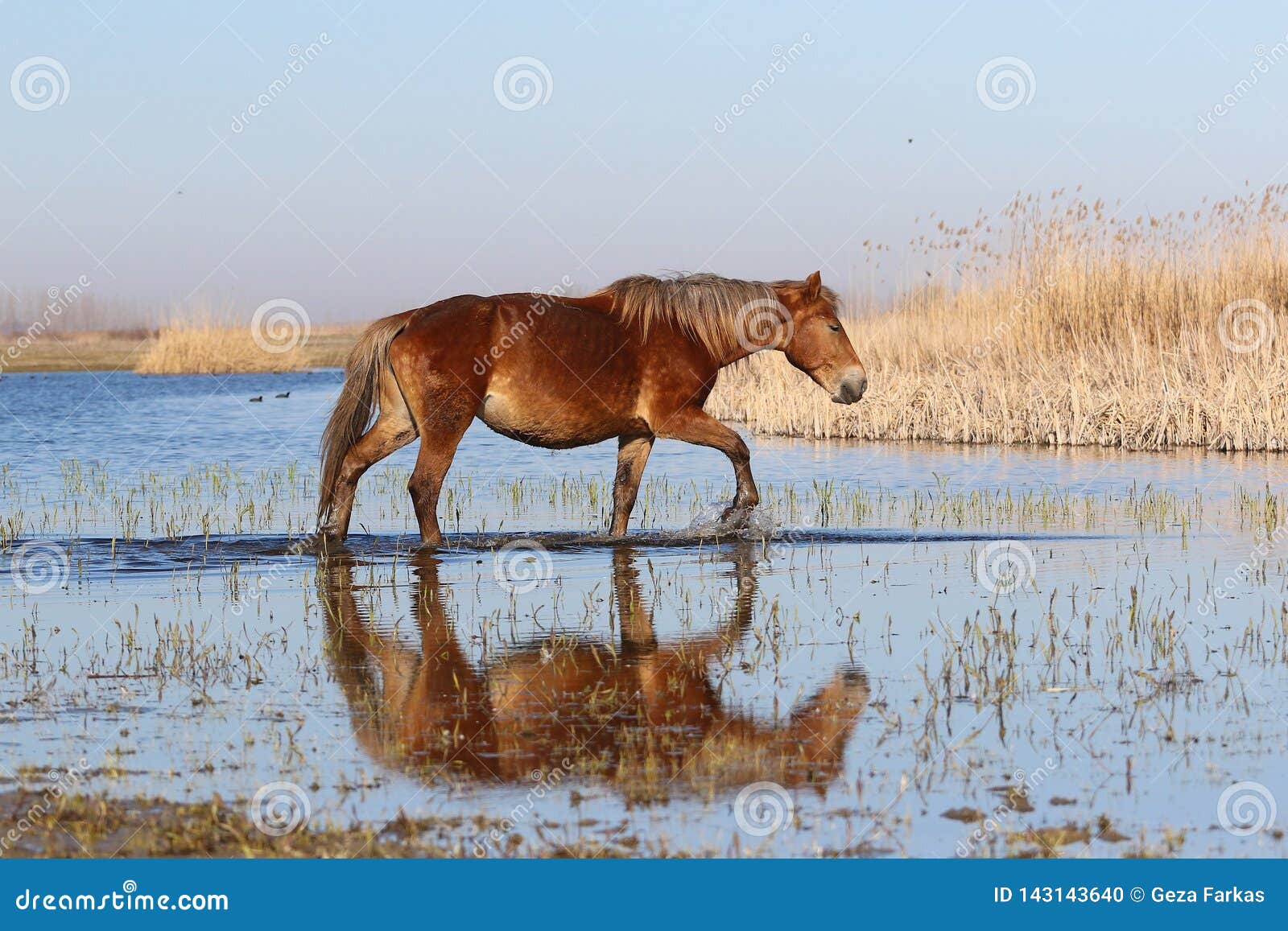 Sorrel Mare Walking through Water Stock Photo - Image of mammal ...