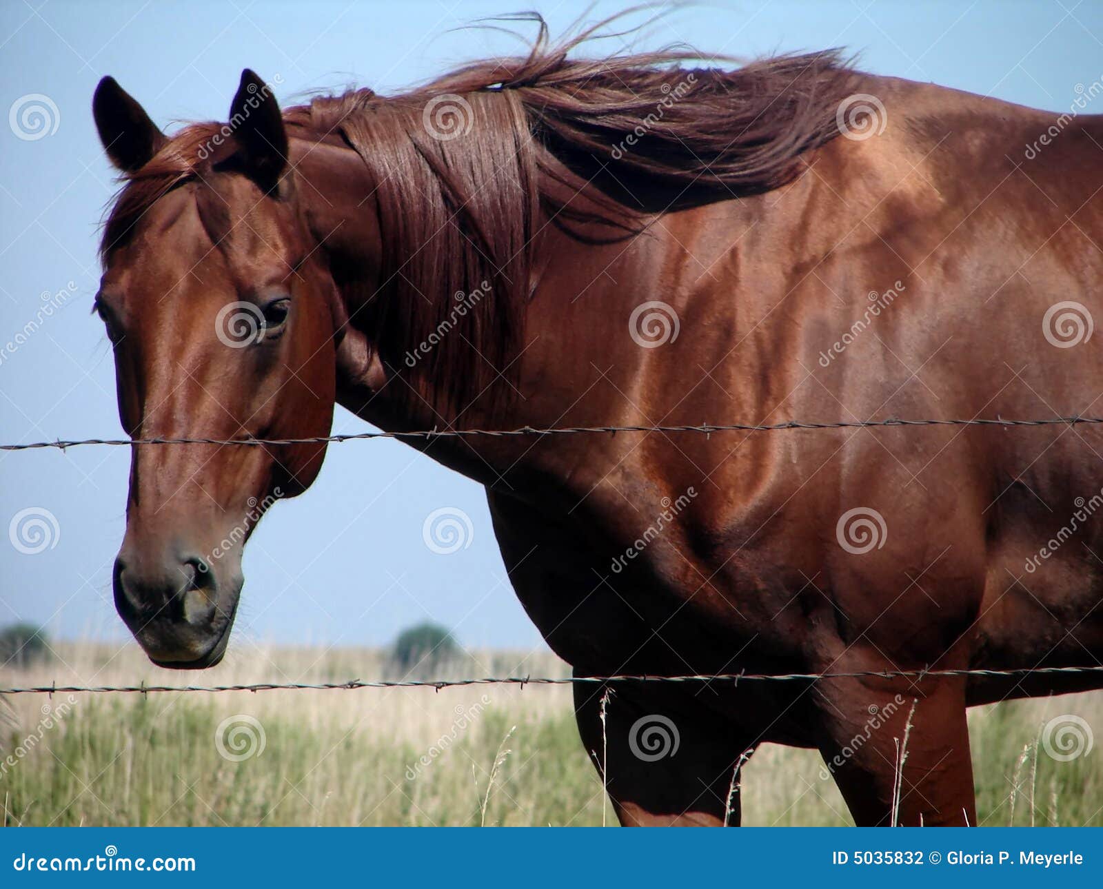 Sorrel Quarter Horse Stock Photography | CartoonDealer.com #5035832