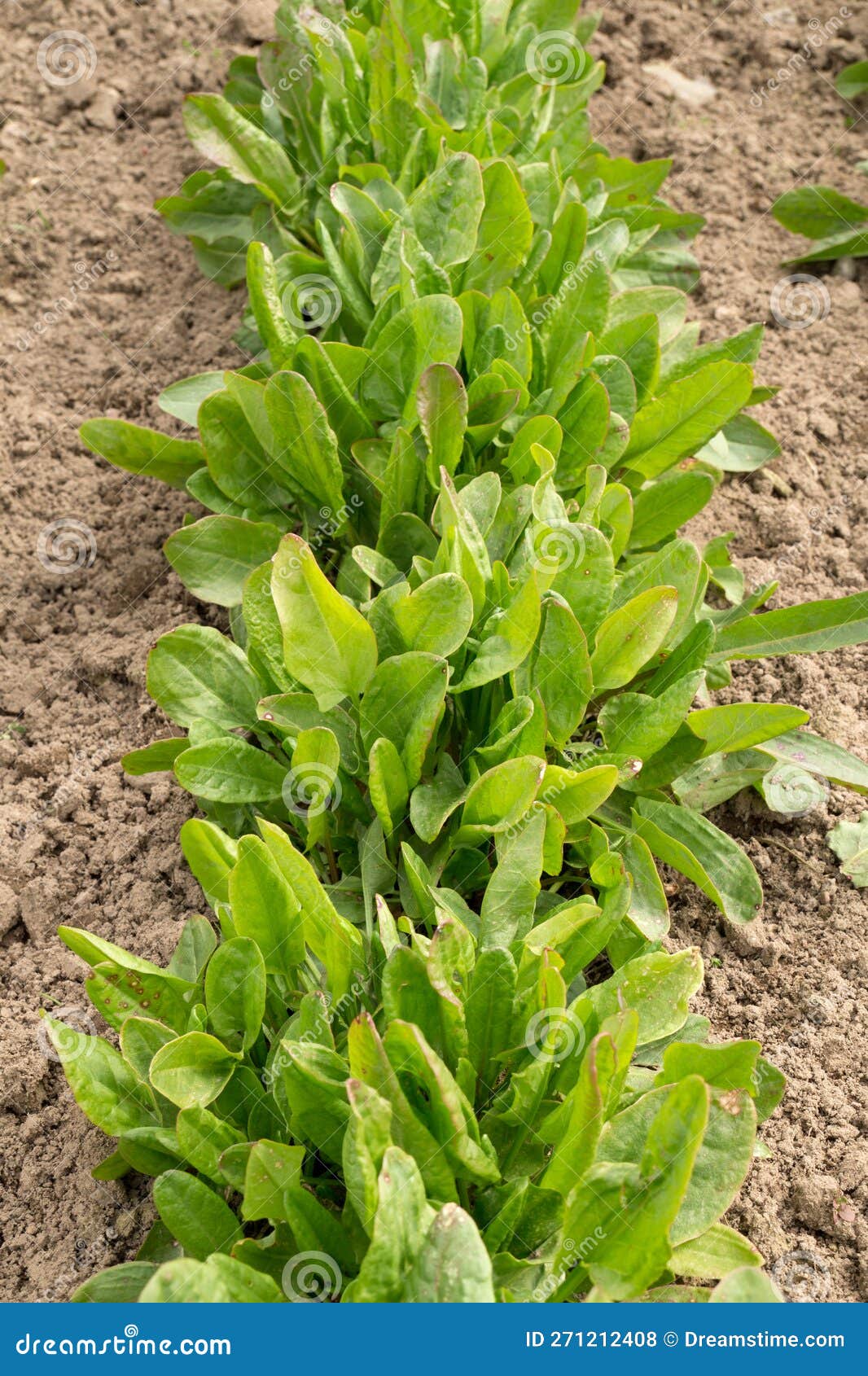 Sorrel (rumex) Growing in the Garden on Garden Bed. Growing Perennial ...