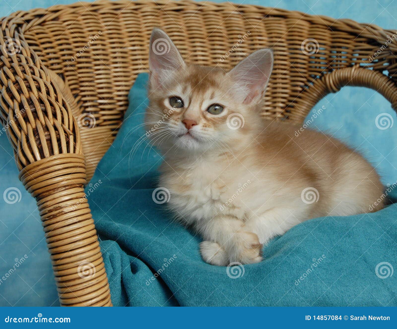 Sorrel Silver Somali Kitten Stock Photo - Image of somali, breed: 14857084