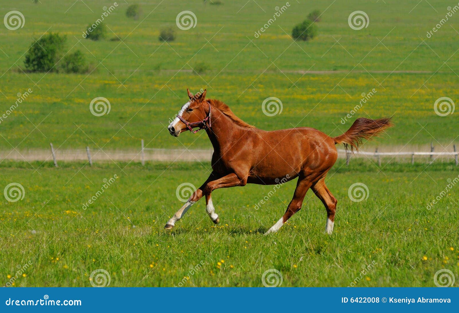 Sorrel stallion stock photo. Image of sorrel, trakehner - 6422008