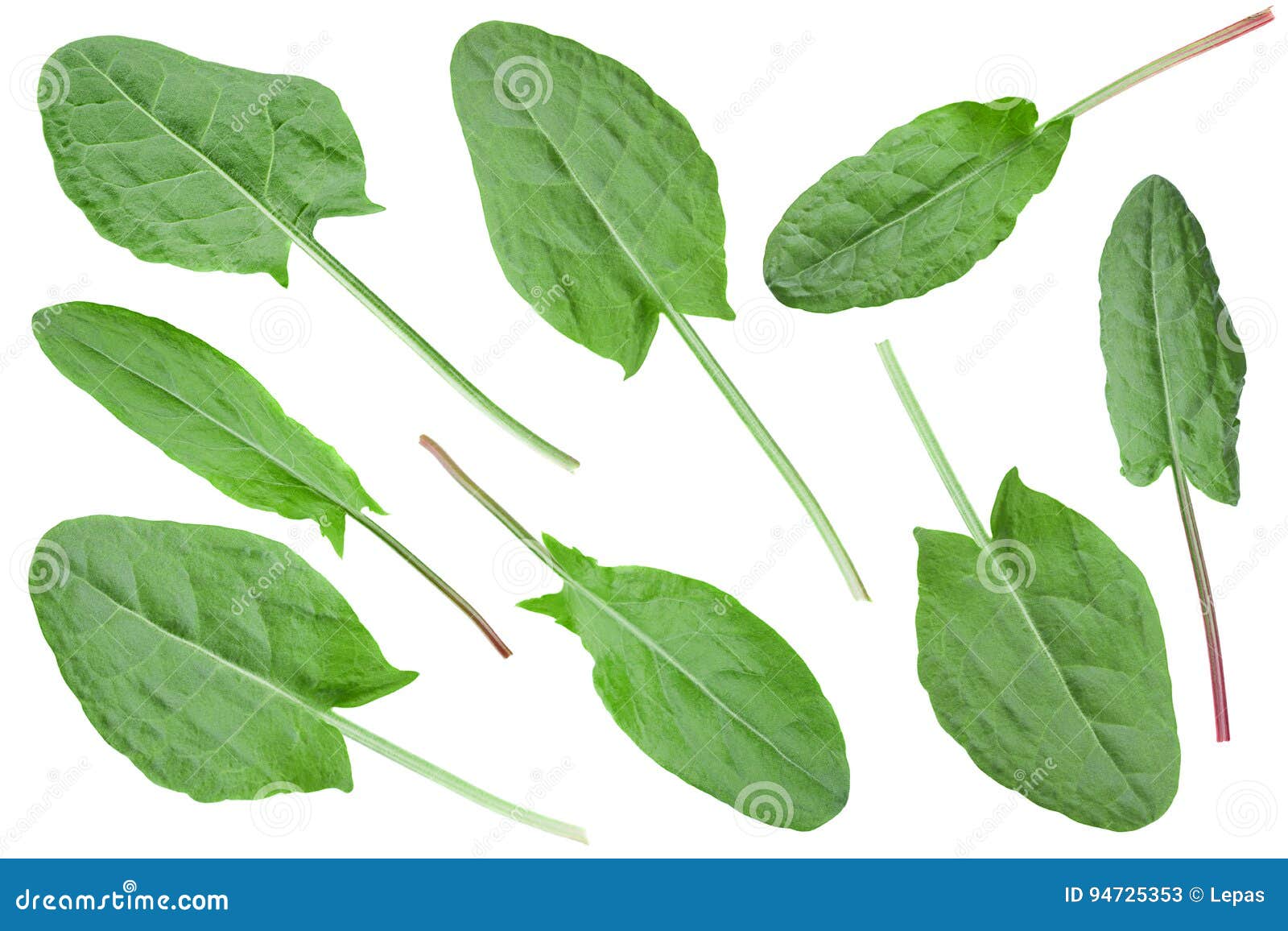 Sorrel Vegetable Leaf Collection Stock Image - Image of vegetable ...