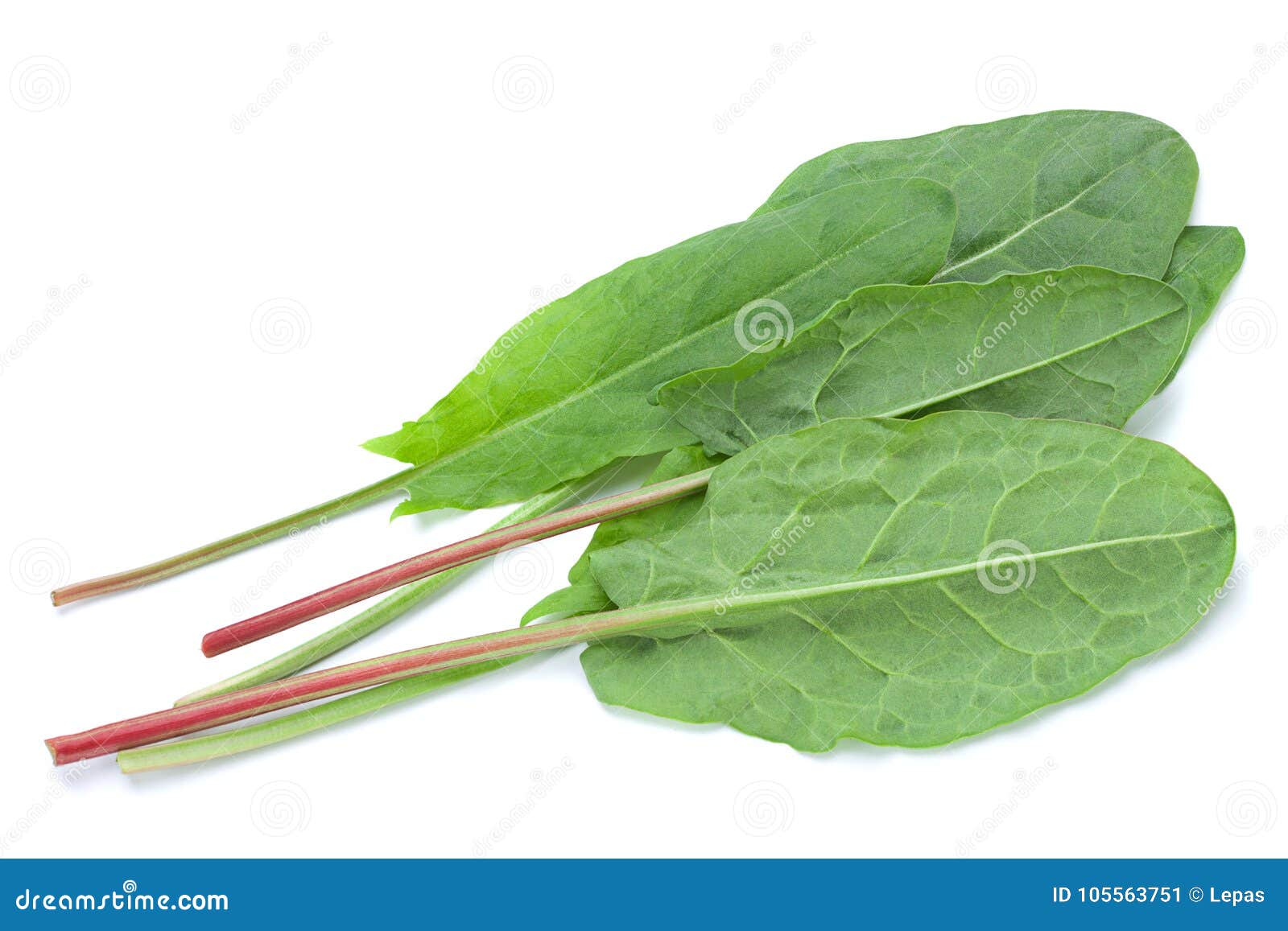 Sorrel Vegetable Leaf Isolated Stock Image - Image of closeup, nature ...